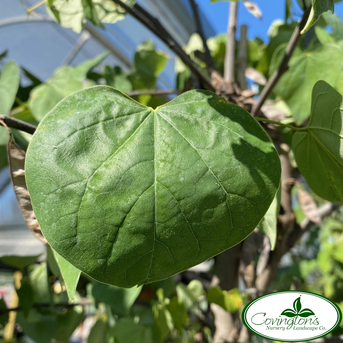 REDBUD eastern – Covingtons