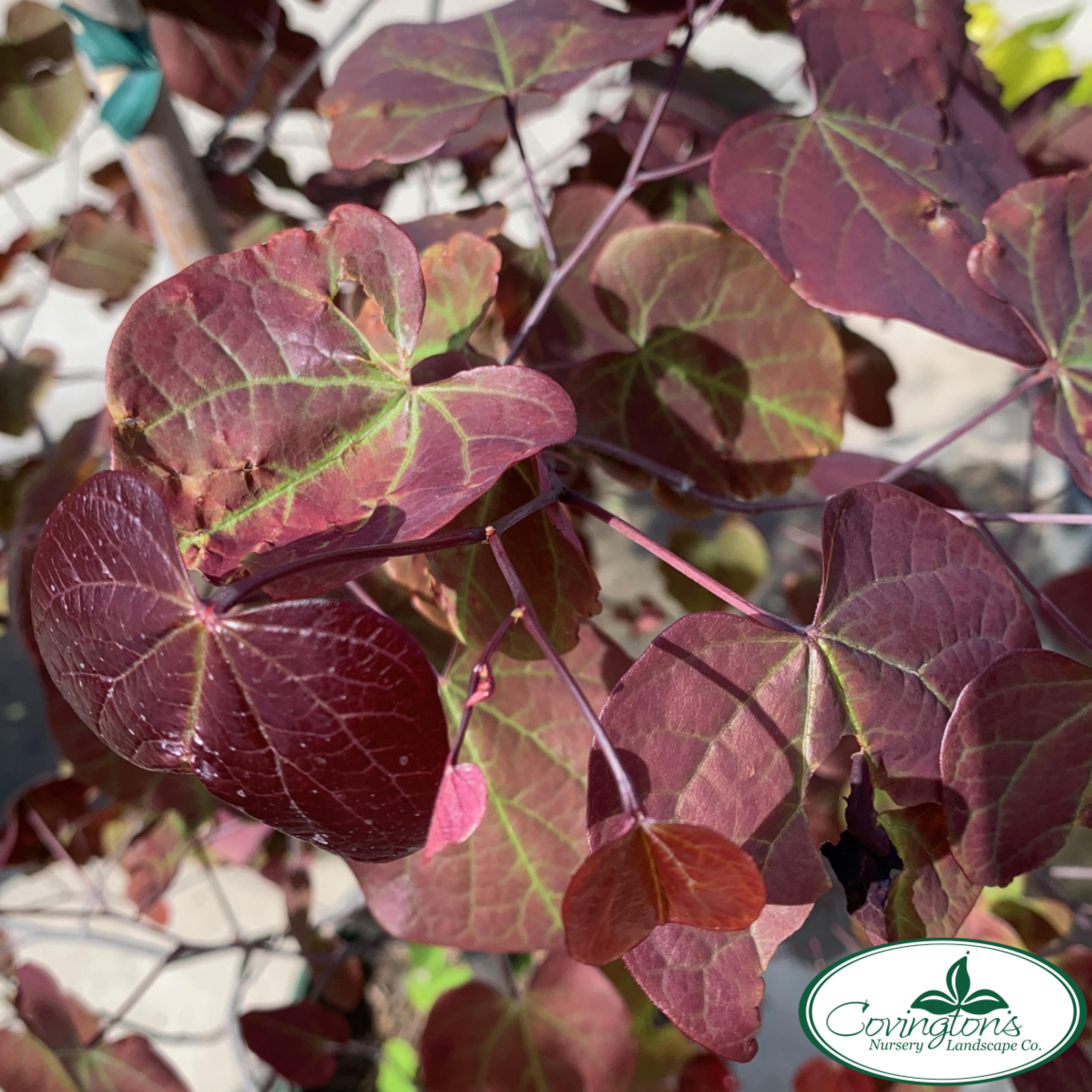 REDBUD forest pansy – Covingtons