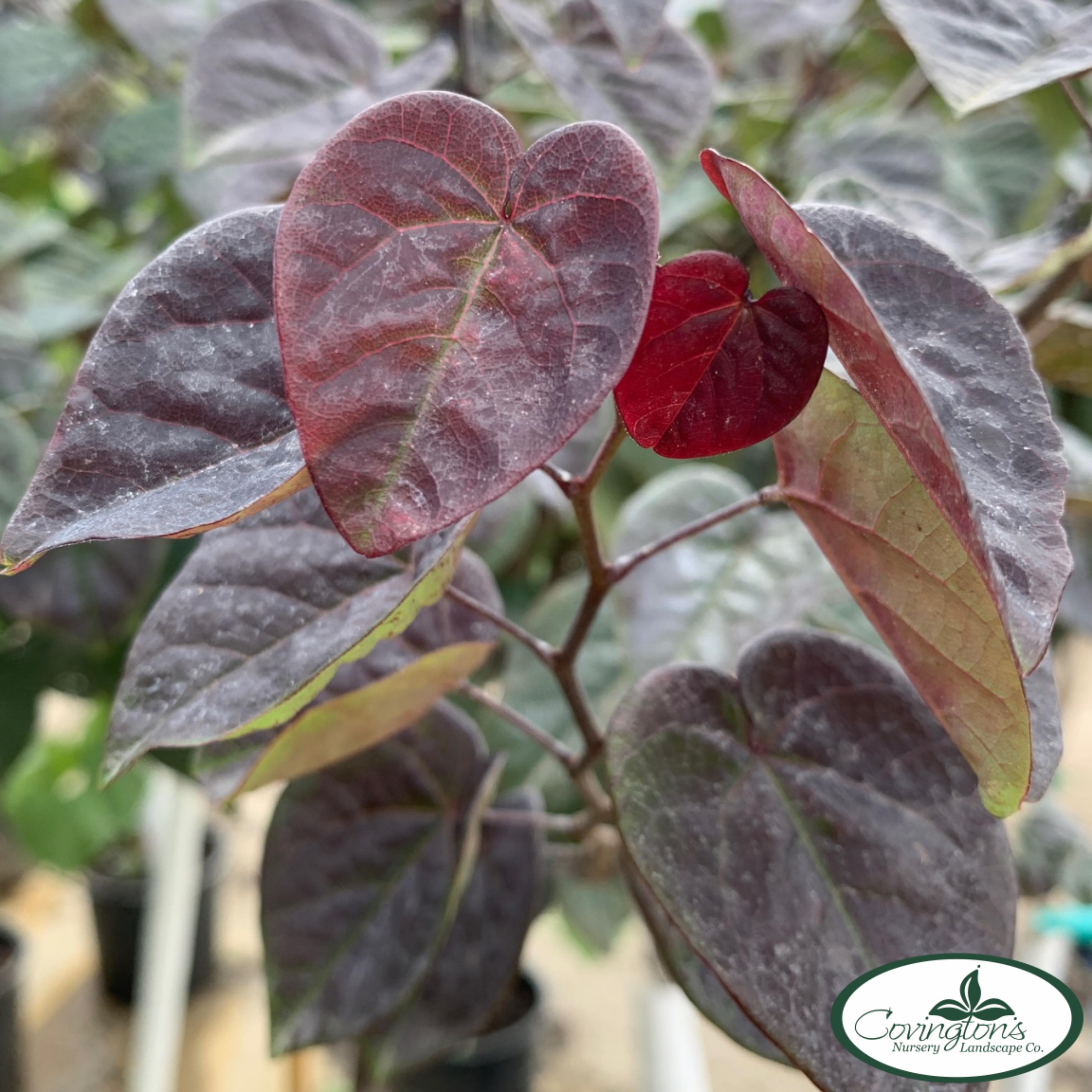 REDBUD garden gems® amethyst – Covingtons