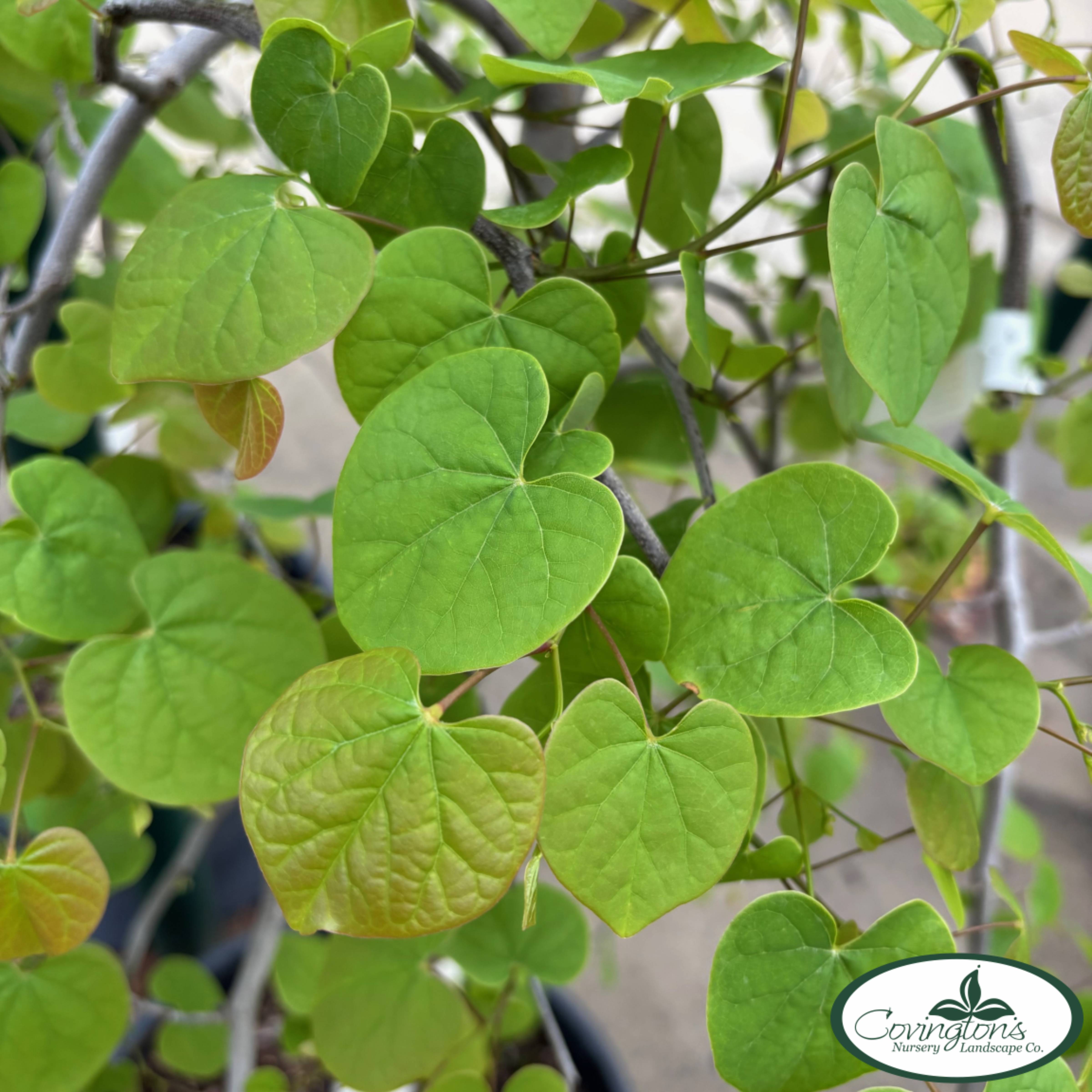 REDBUD green machine™ weepin – Covingtons