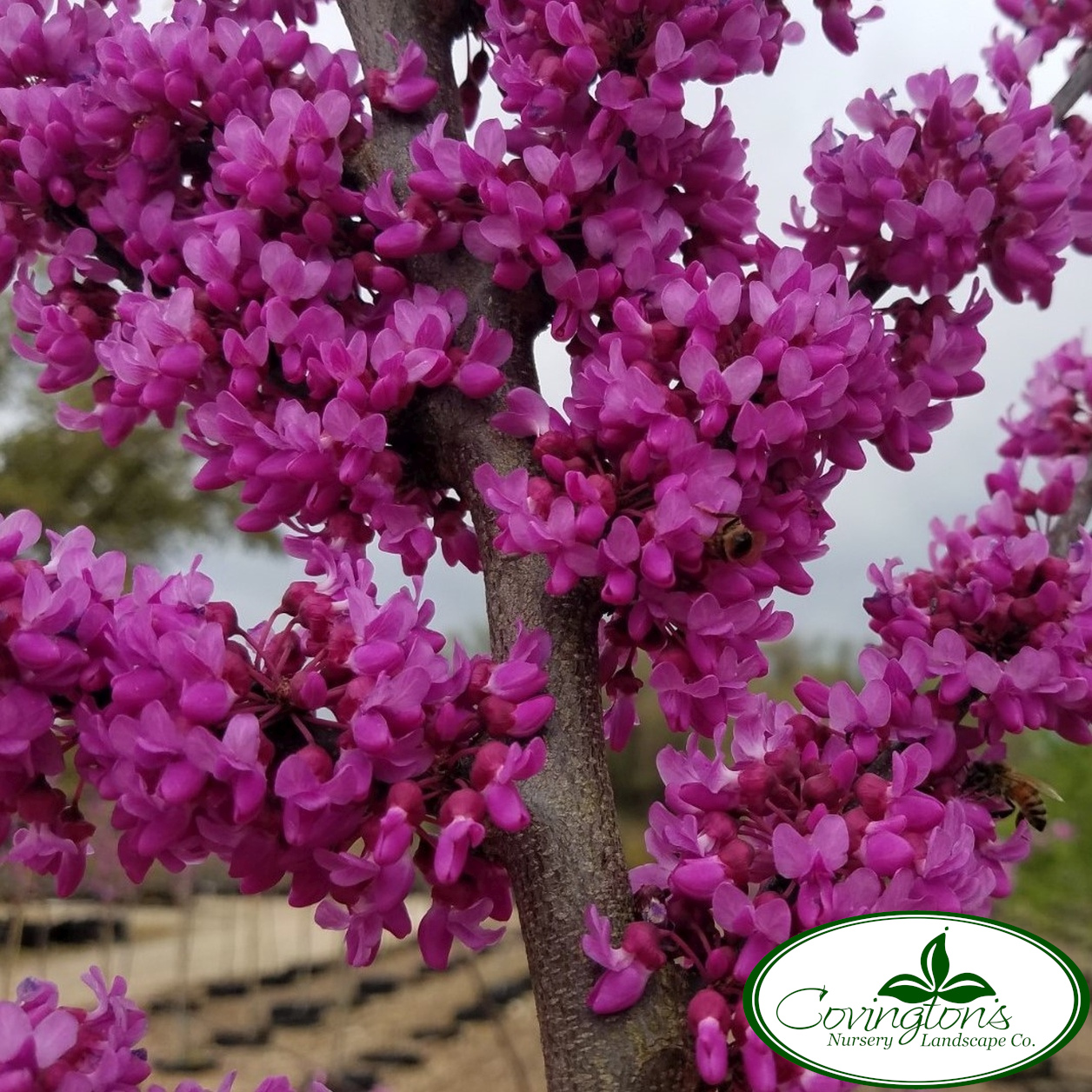 REDBUD mexican – Covingtons