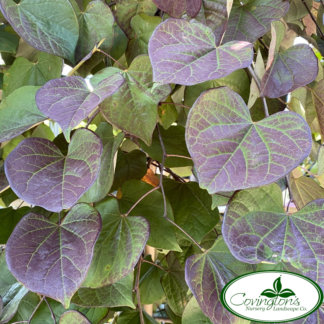 REDBUD ruby falls weeping – Covingtons