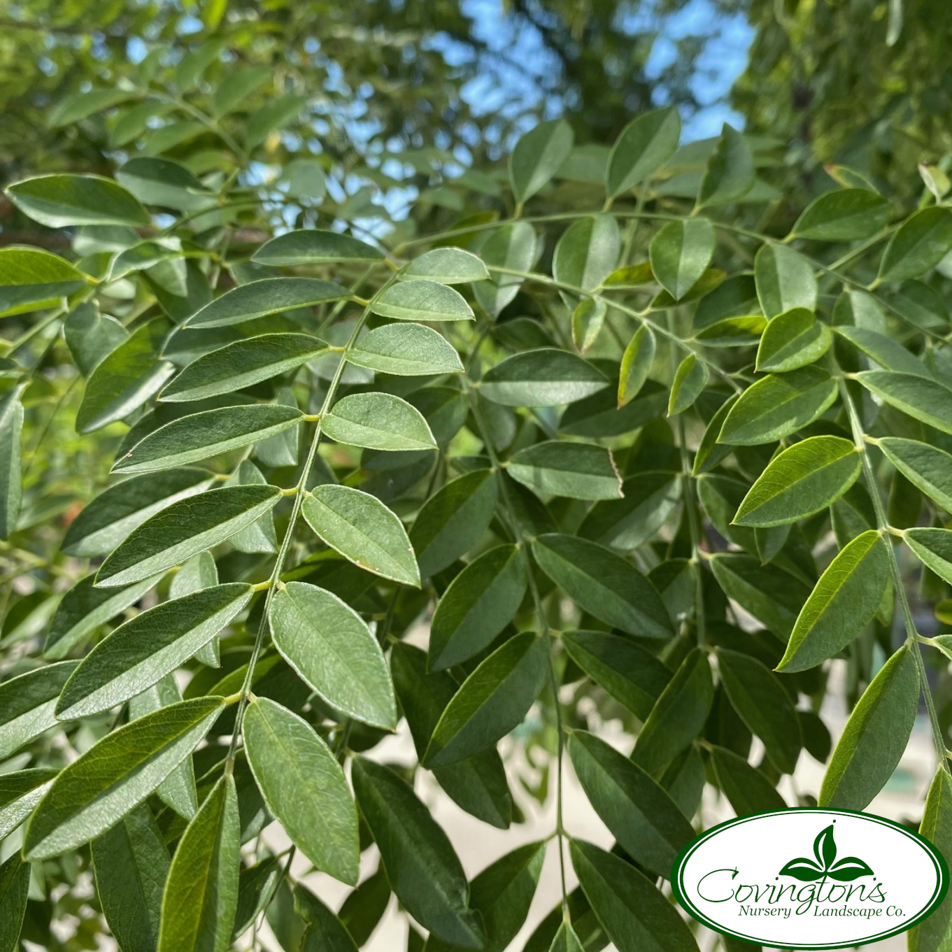 SOPHORA eve’s necklace – Covingtons