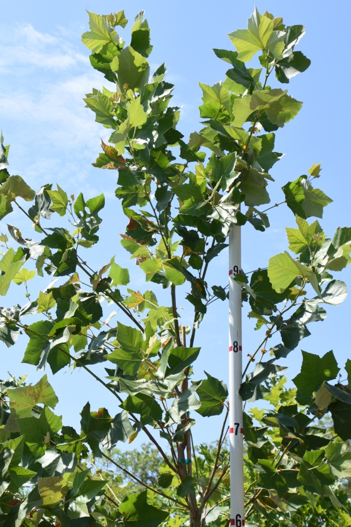 SYCAMORE mexican – Covingtons