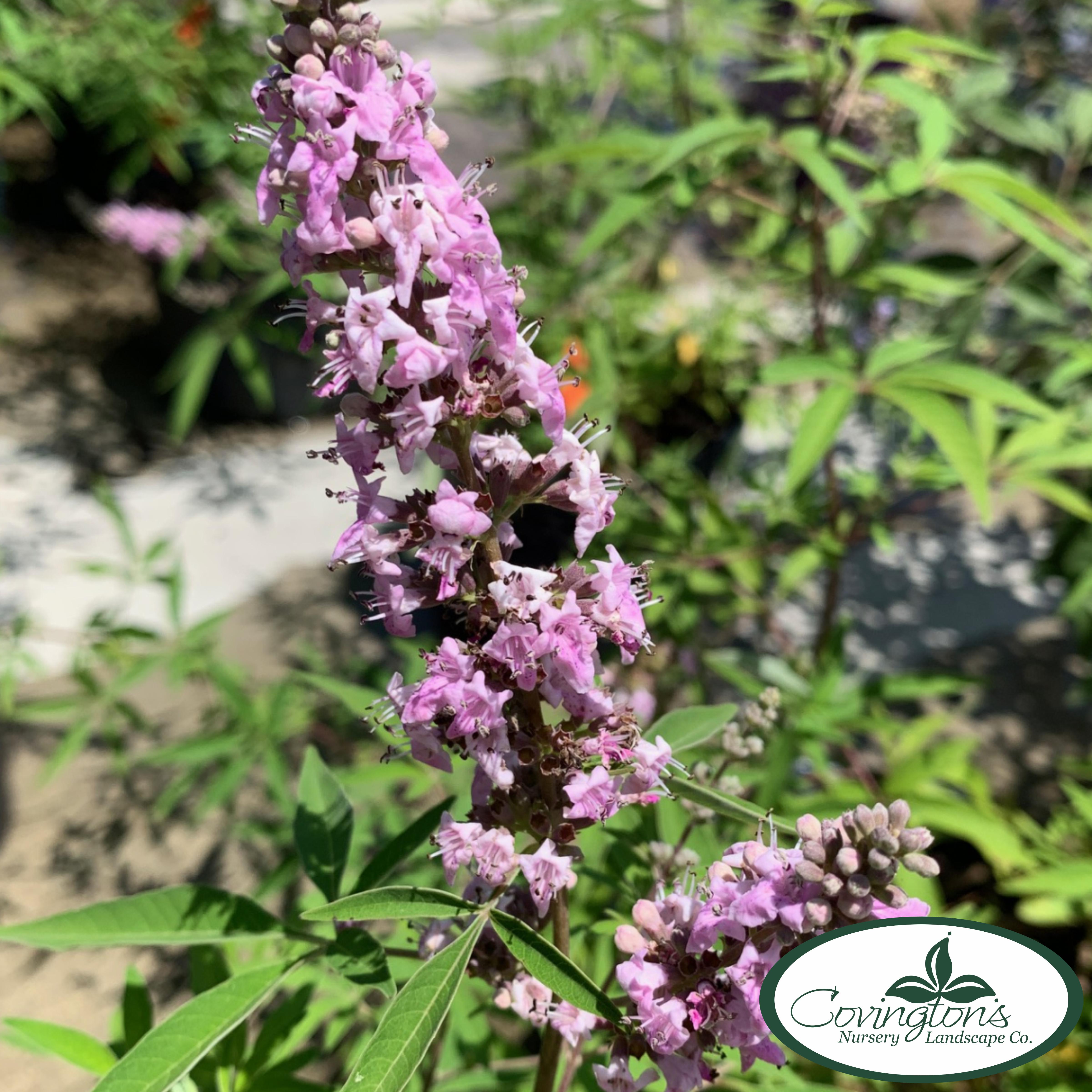VITEX pink pinnacle™ – Covingtons