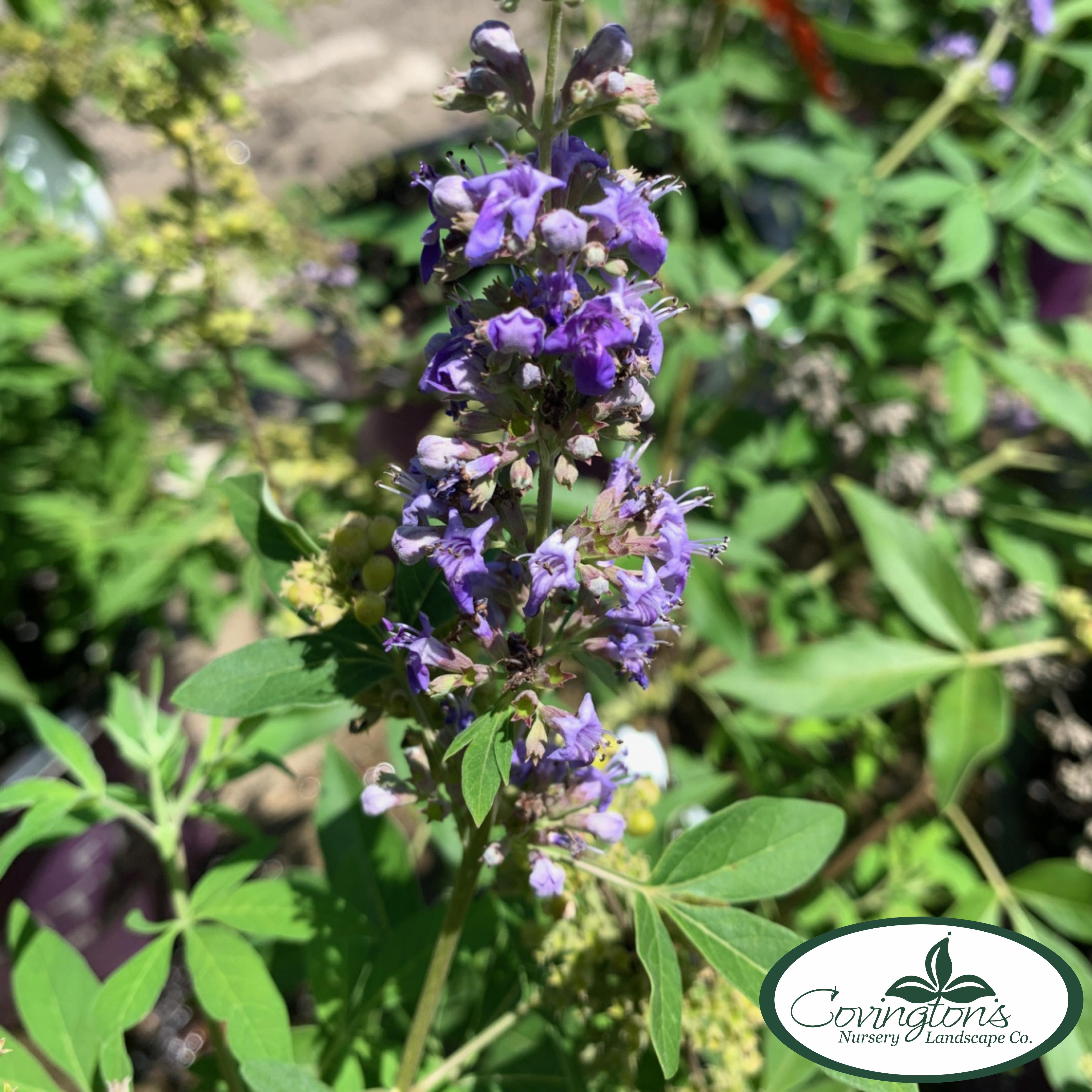 VITEX queen bee® – Covingtons