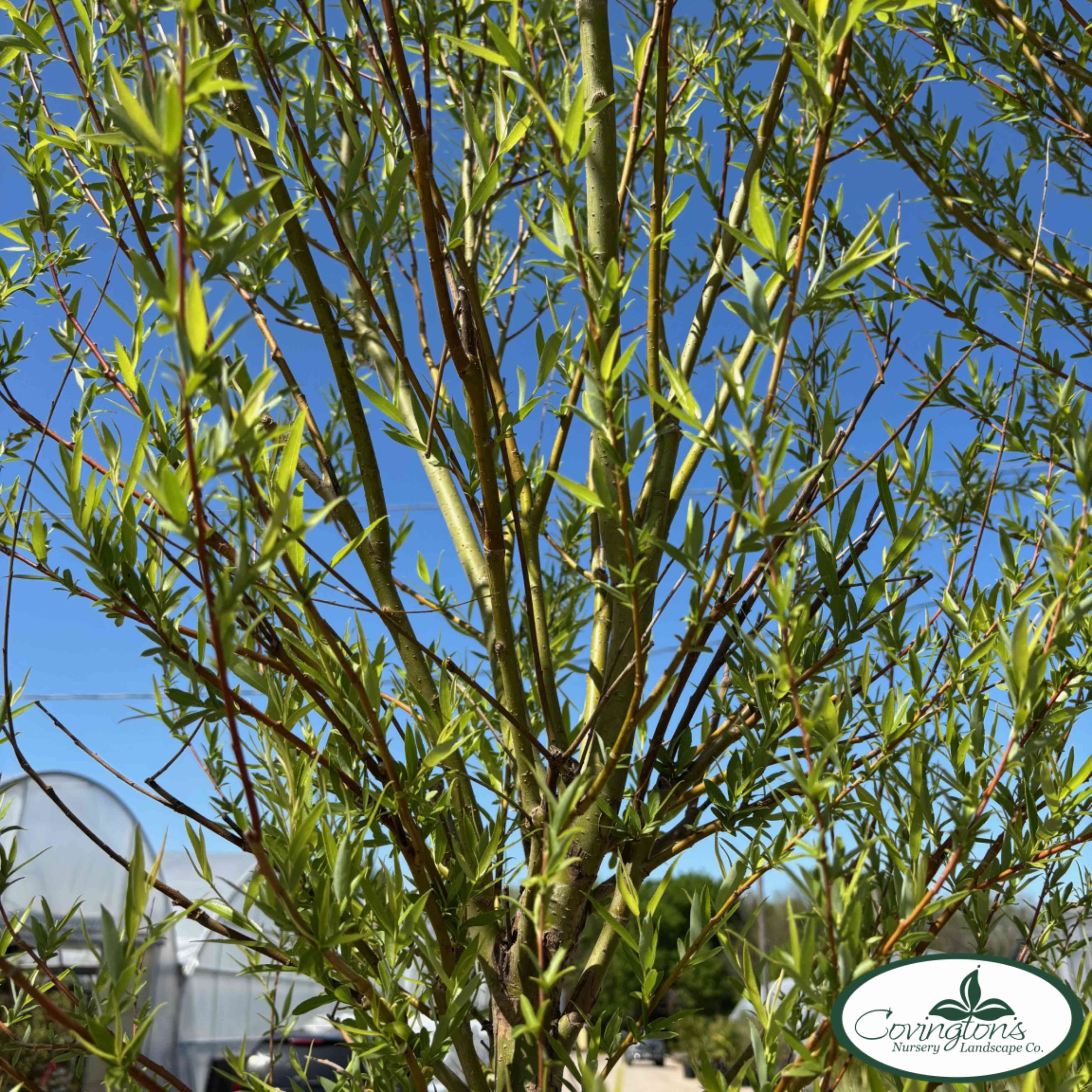 WILLOW globe – Covingtons