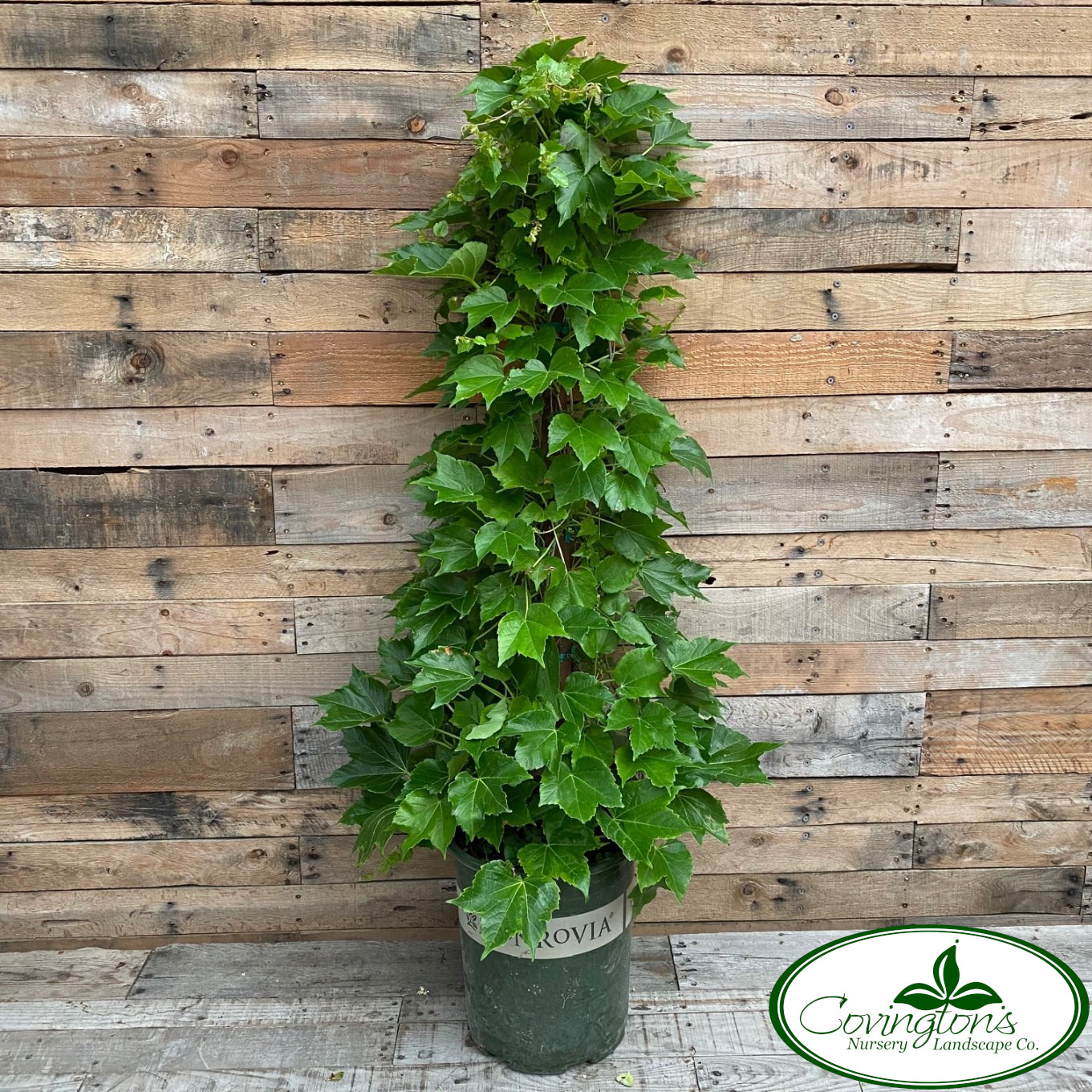 BOSTON IVY green showers – Covingtons