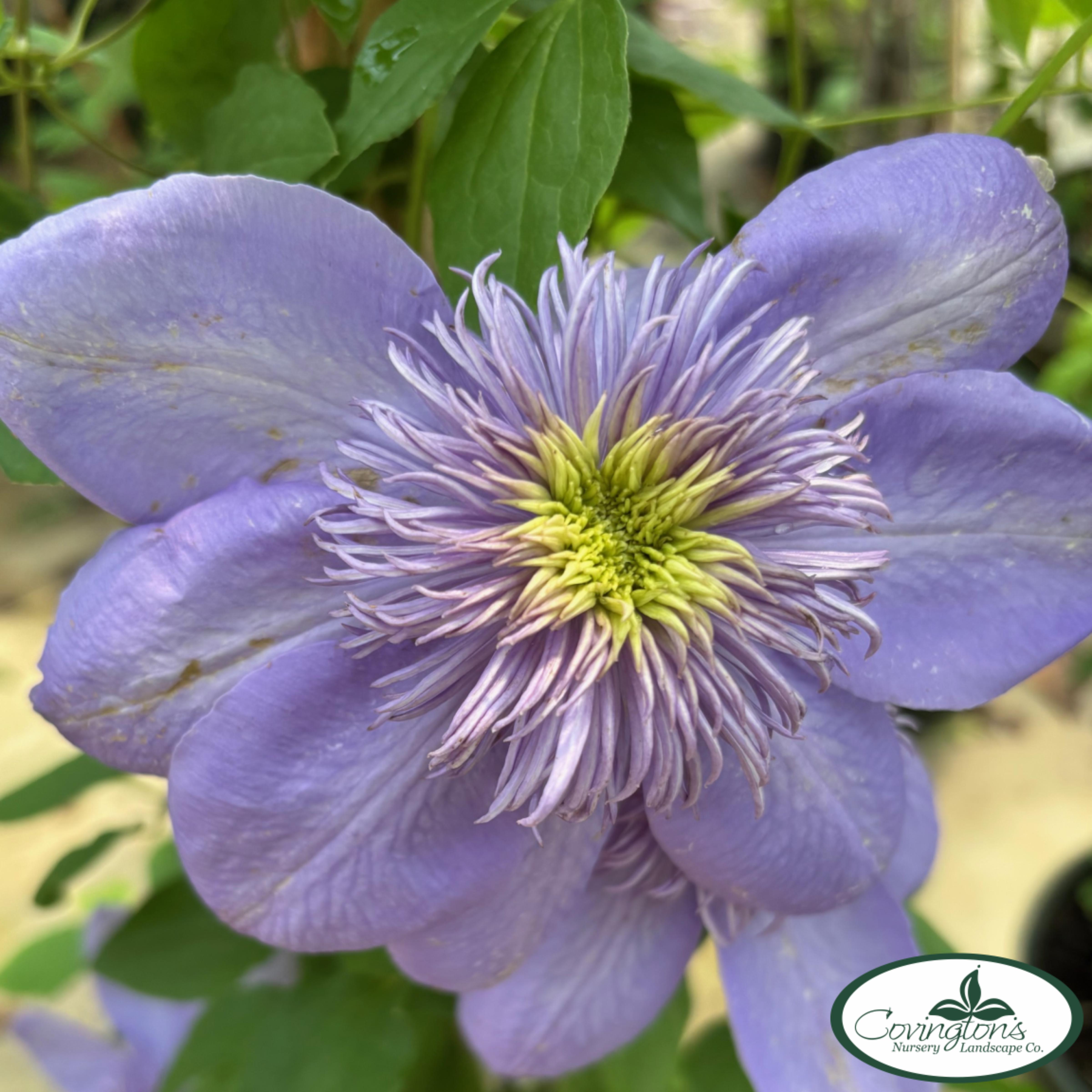 CLEMATIS blue light® – Covingtons