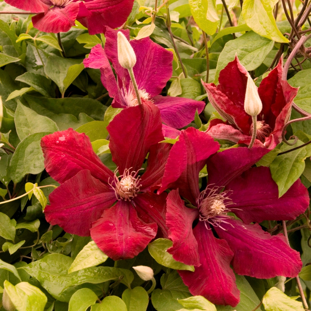 CLEMATIS rouge cardinal – Covingtons
