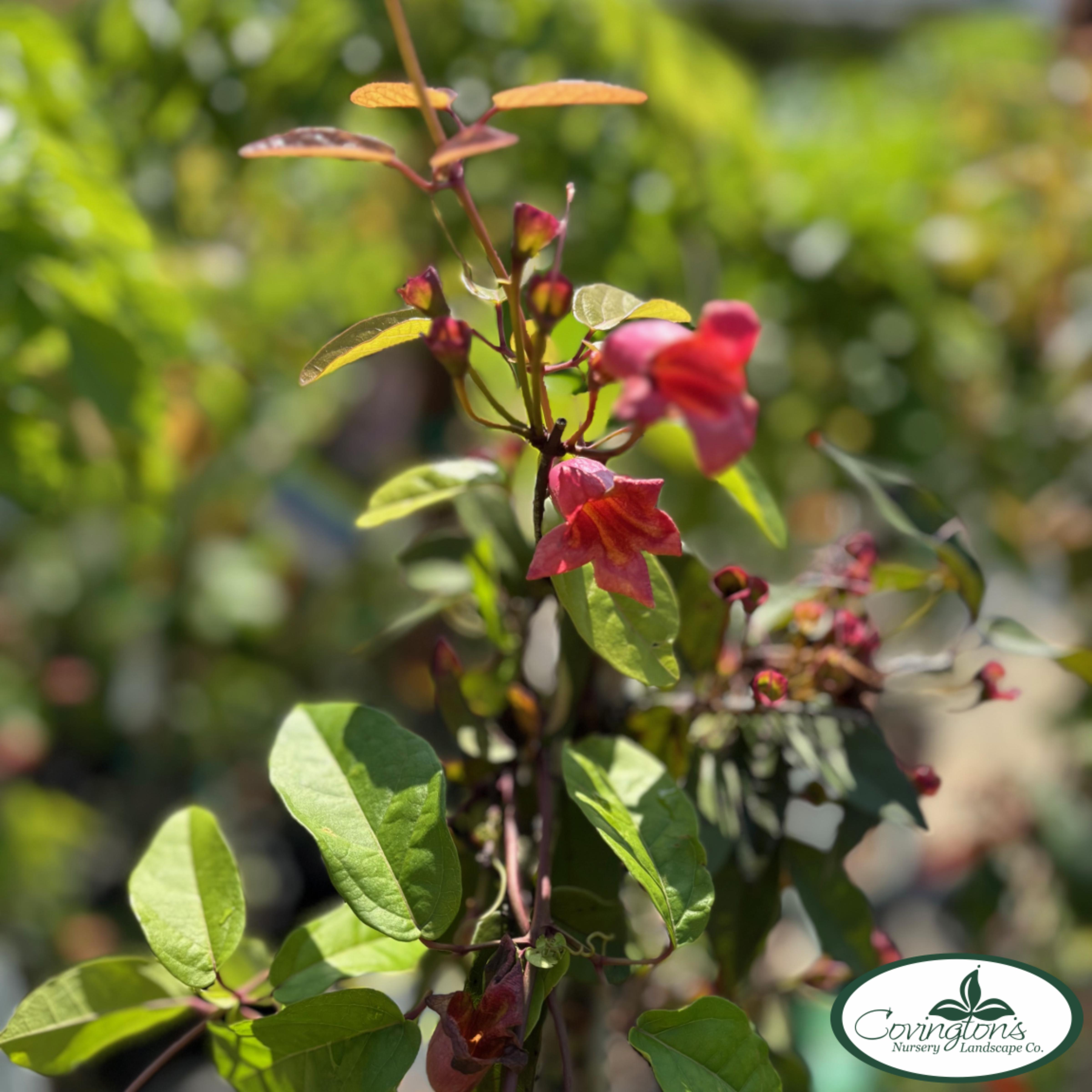 CROSSVINE shalimar red – Covingtons