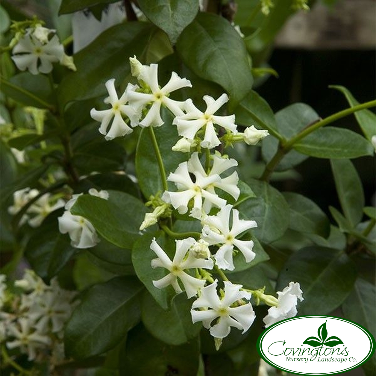 JASMINE star madison – Covingtons