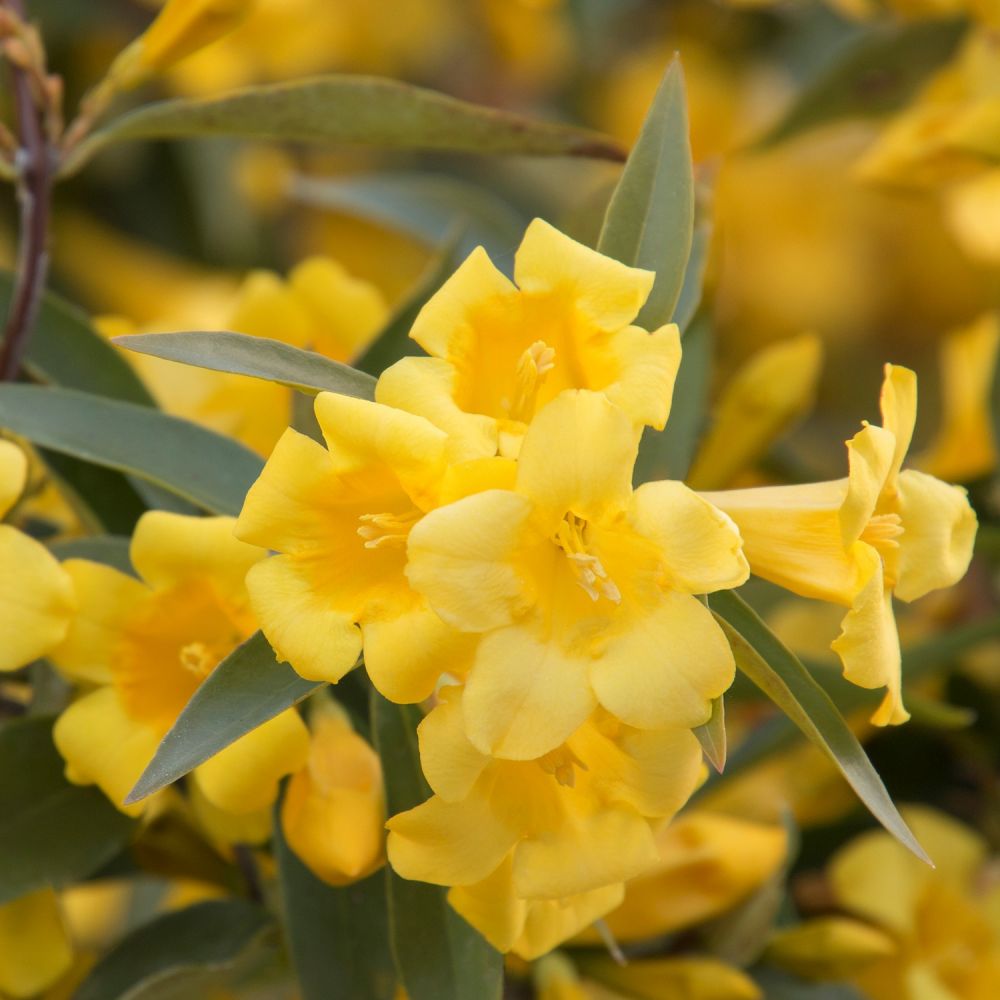 JESSAMINE carolina – Covingtons