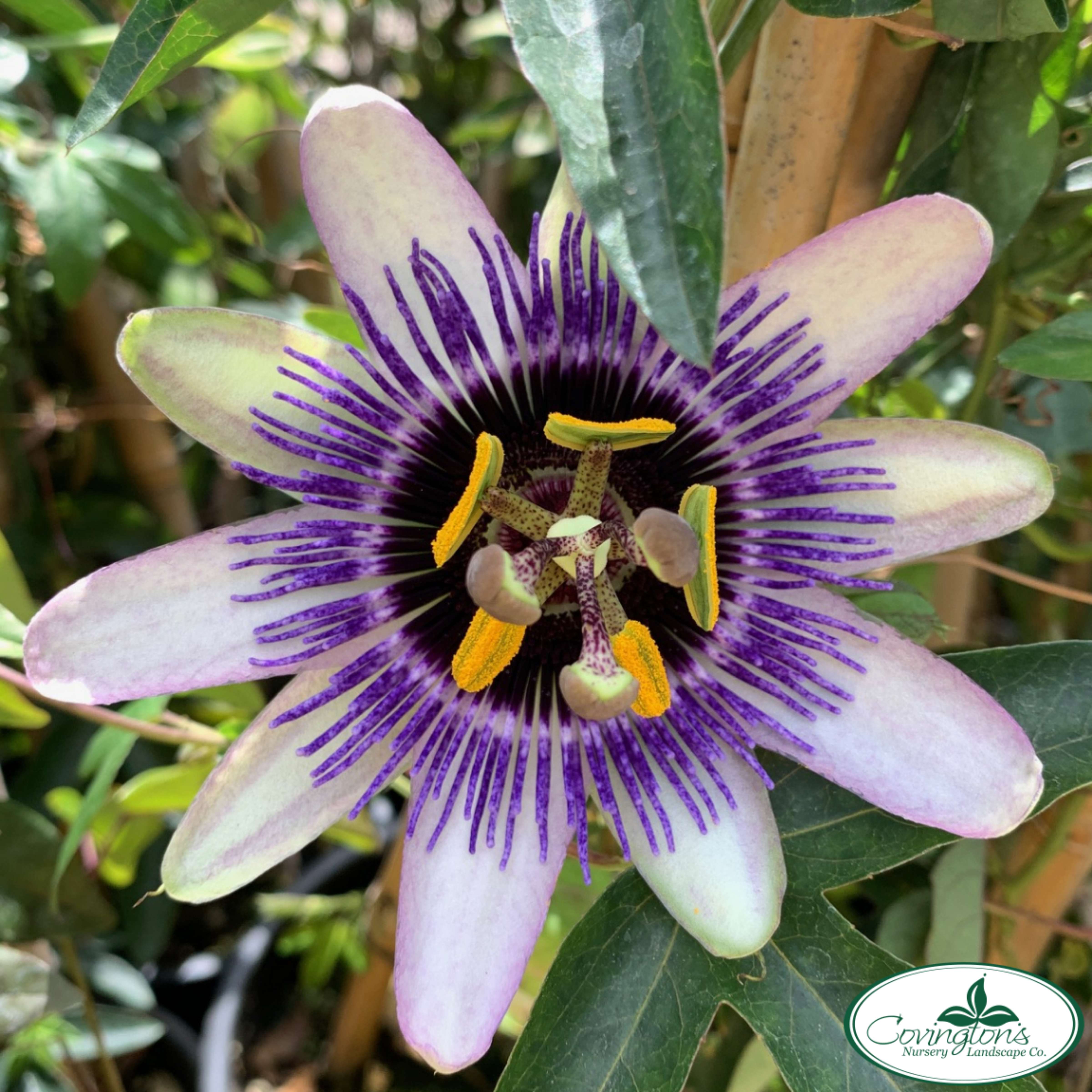PASSION VINE damsel’s delight – Covingtons