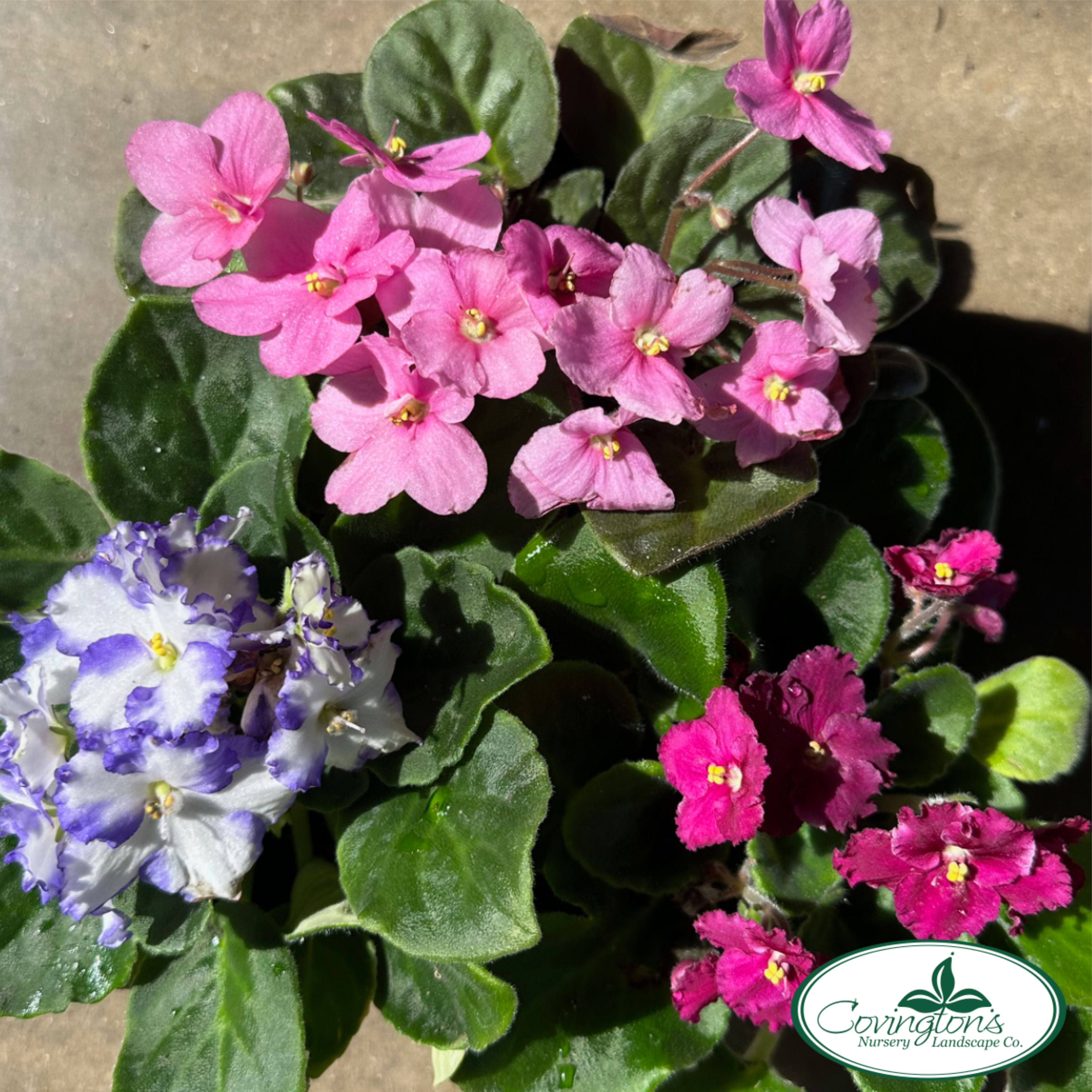 AFRICAN VIOLET – Covingtons
