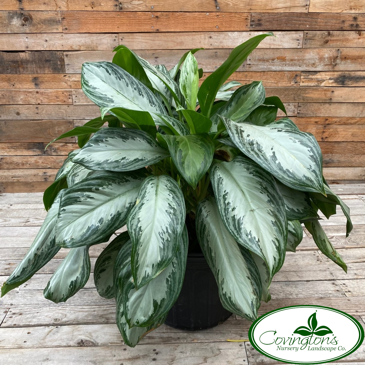 AGLAONEMA silver bay – Covingtons