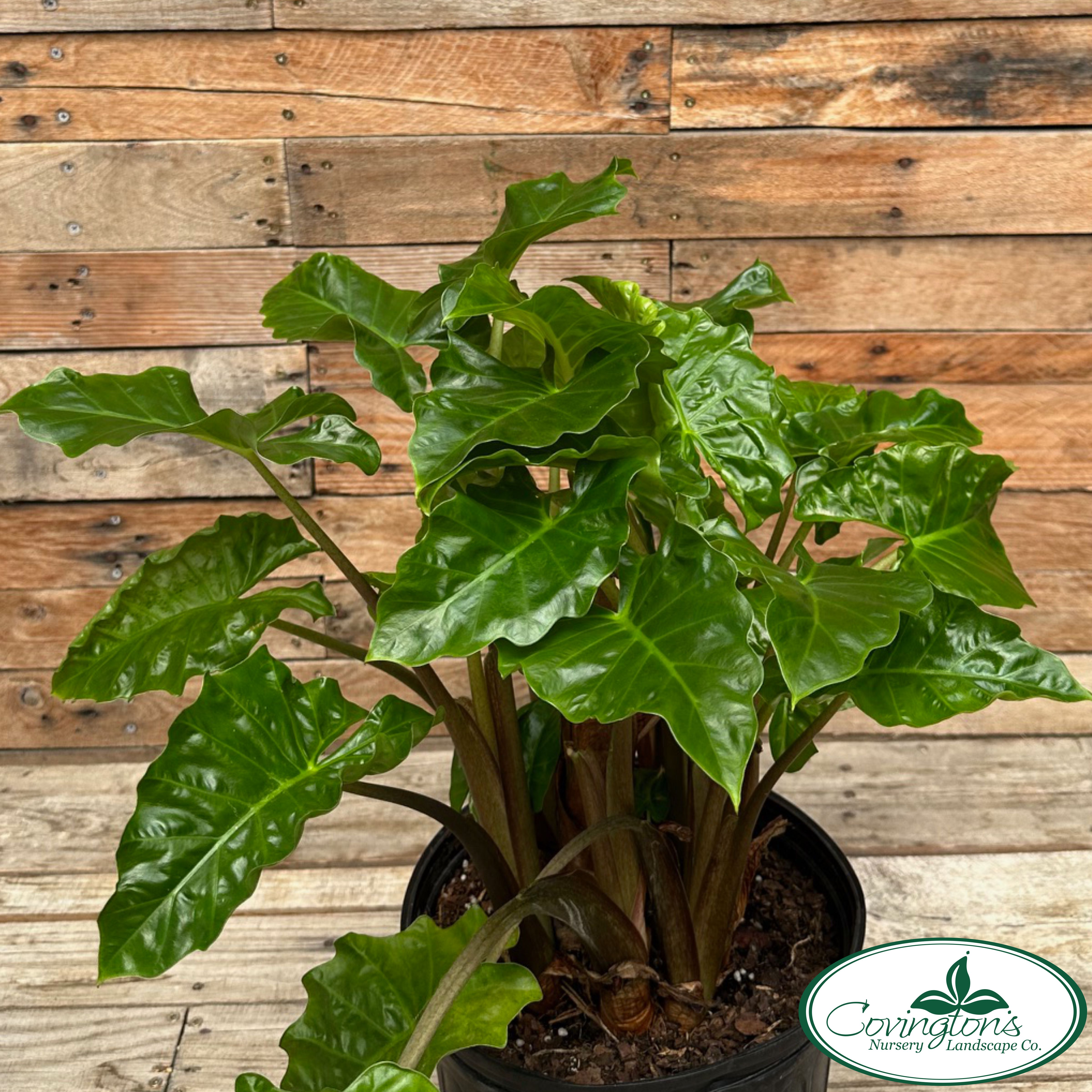 ALOCASIA calidora – Covingtons