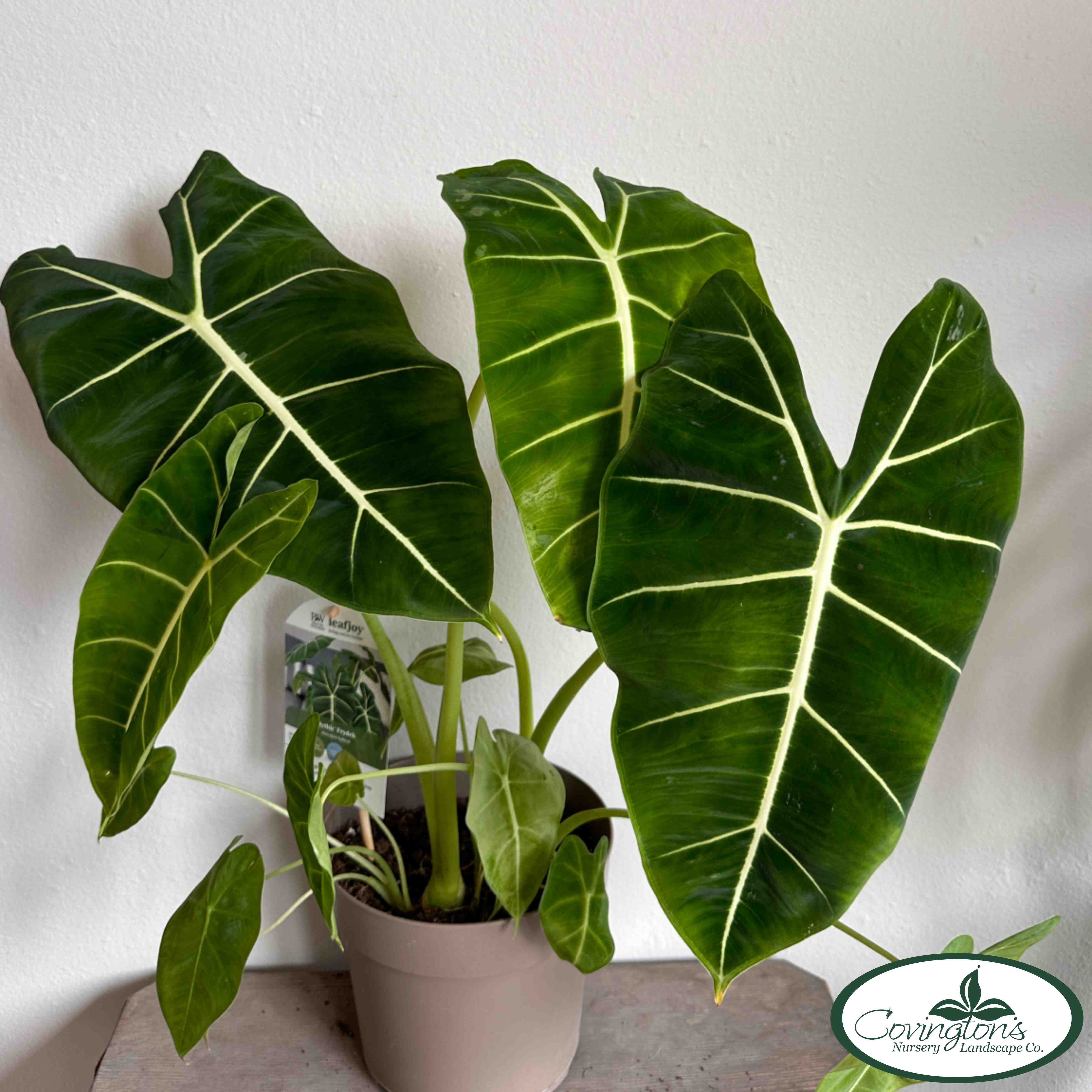 ALOCASIA frydek – Covingtons