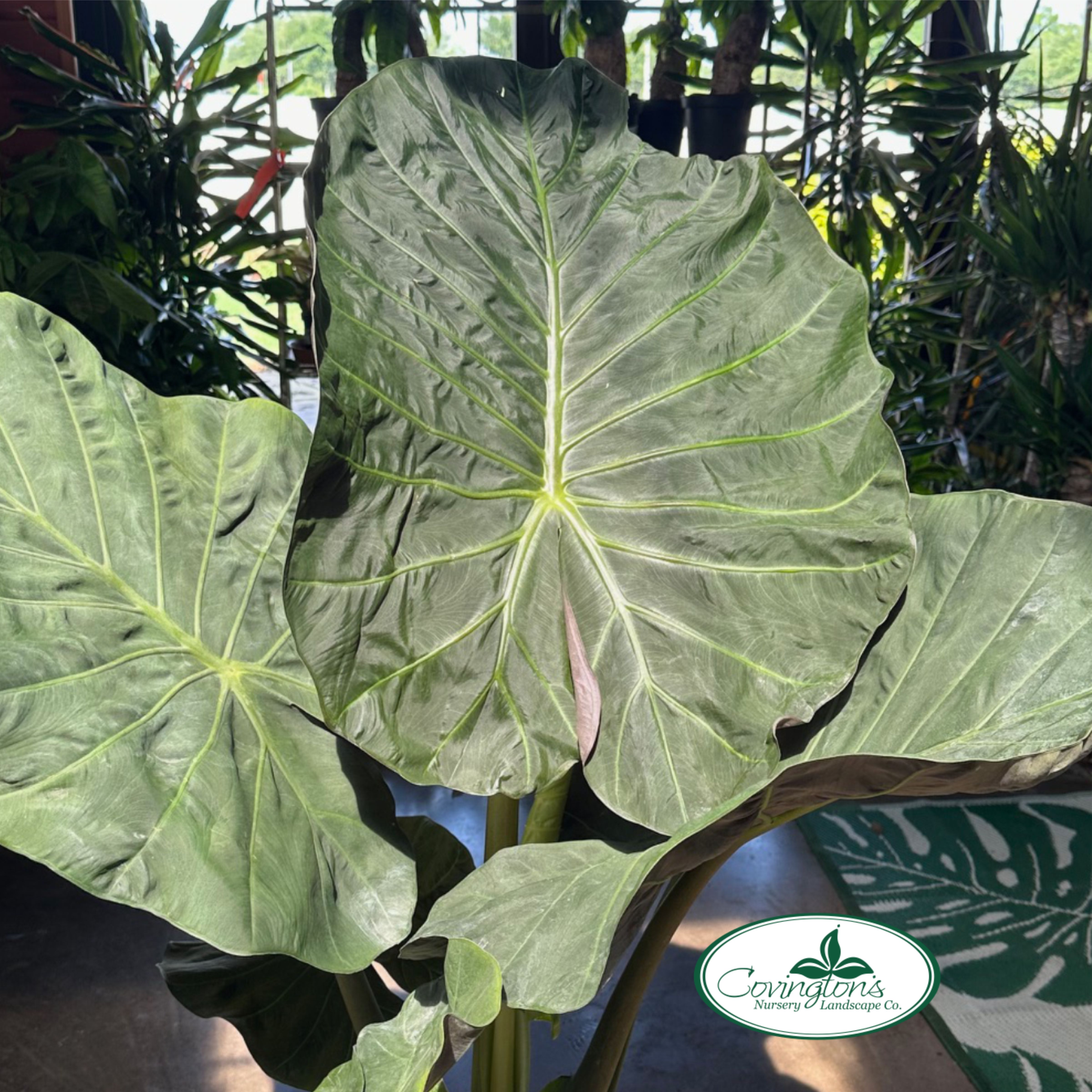 ALOCASIA regal shields – Covingtons
