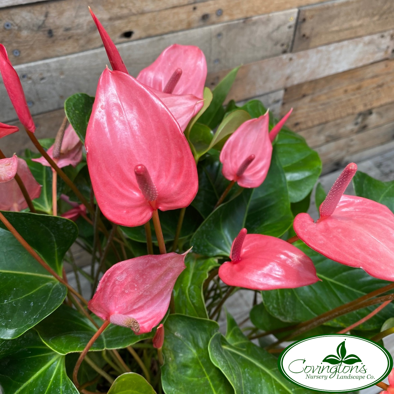 ANTHURIUM red hot – Covingtons