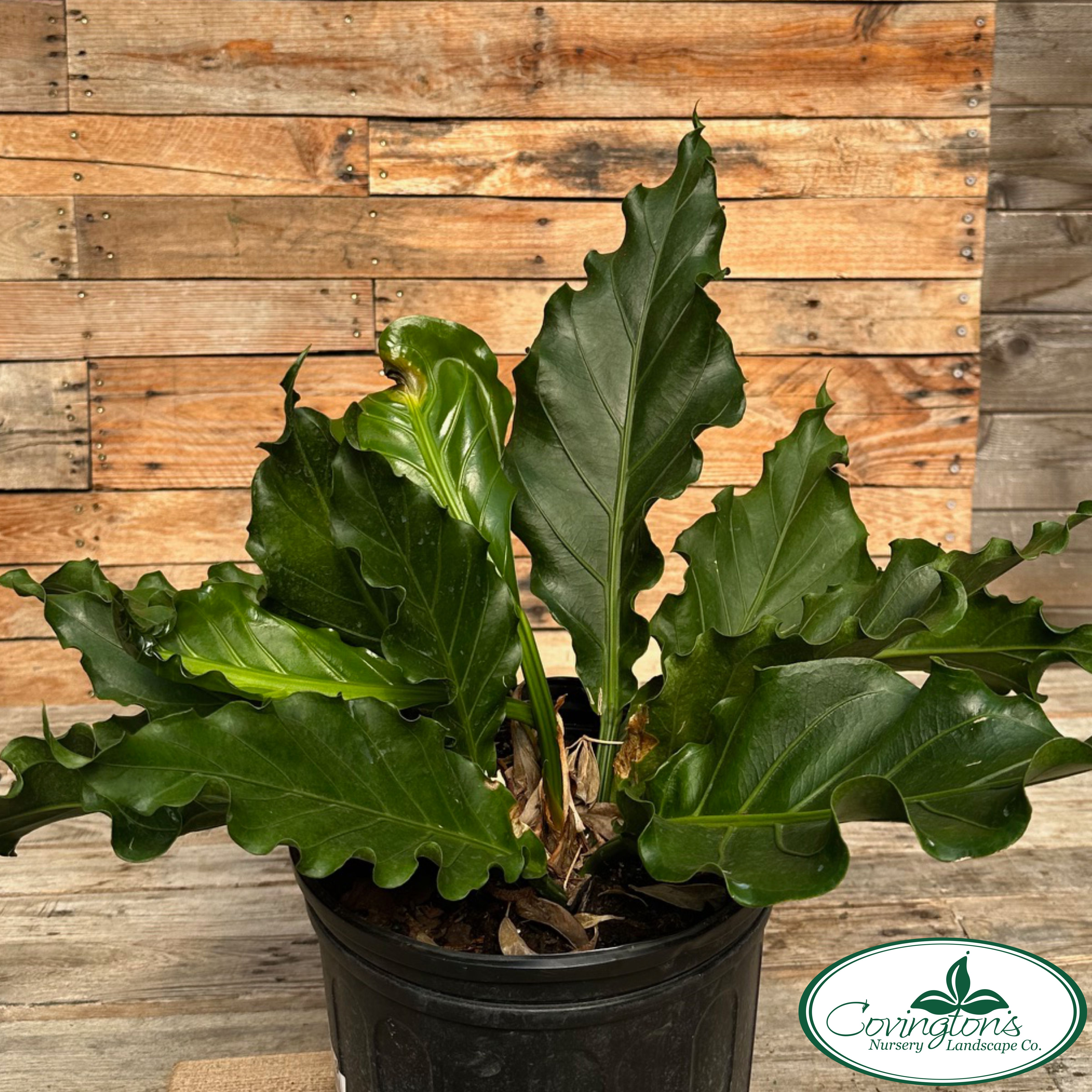 ANTHURIUM ruffles – Covingtons