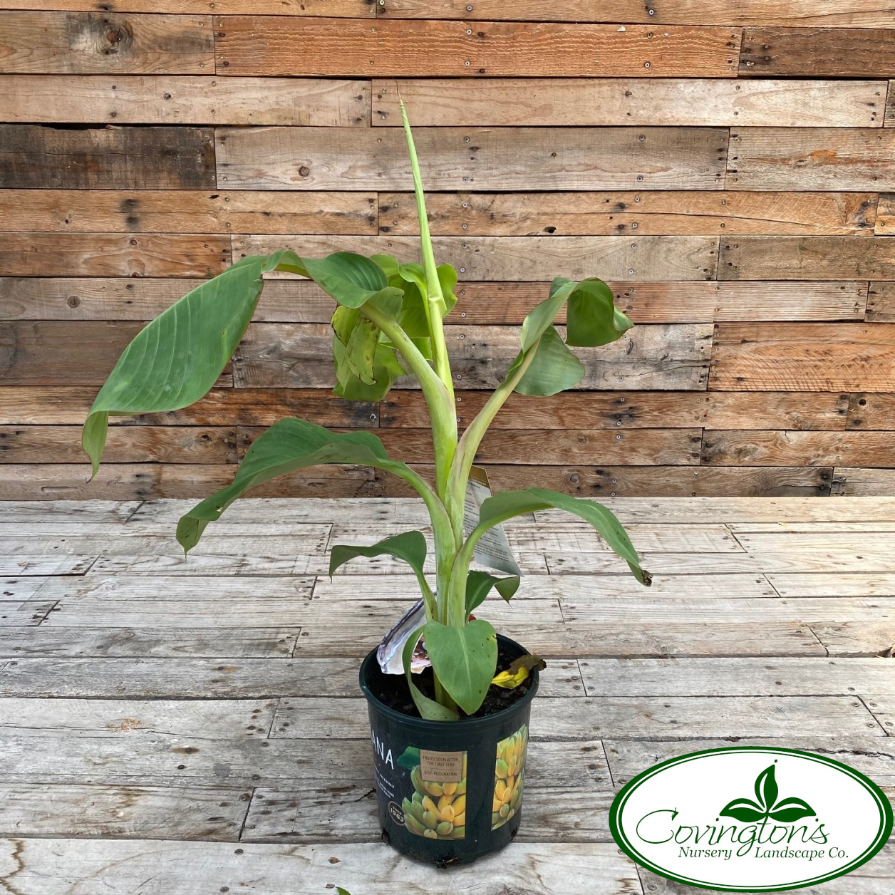 BANANA blue java – Covingtons