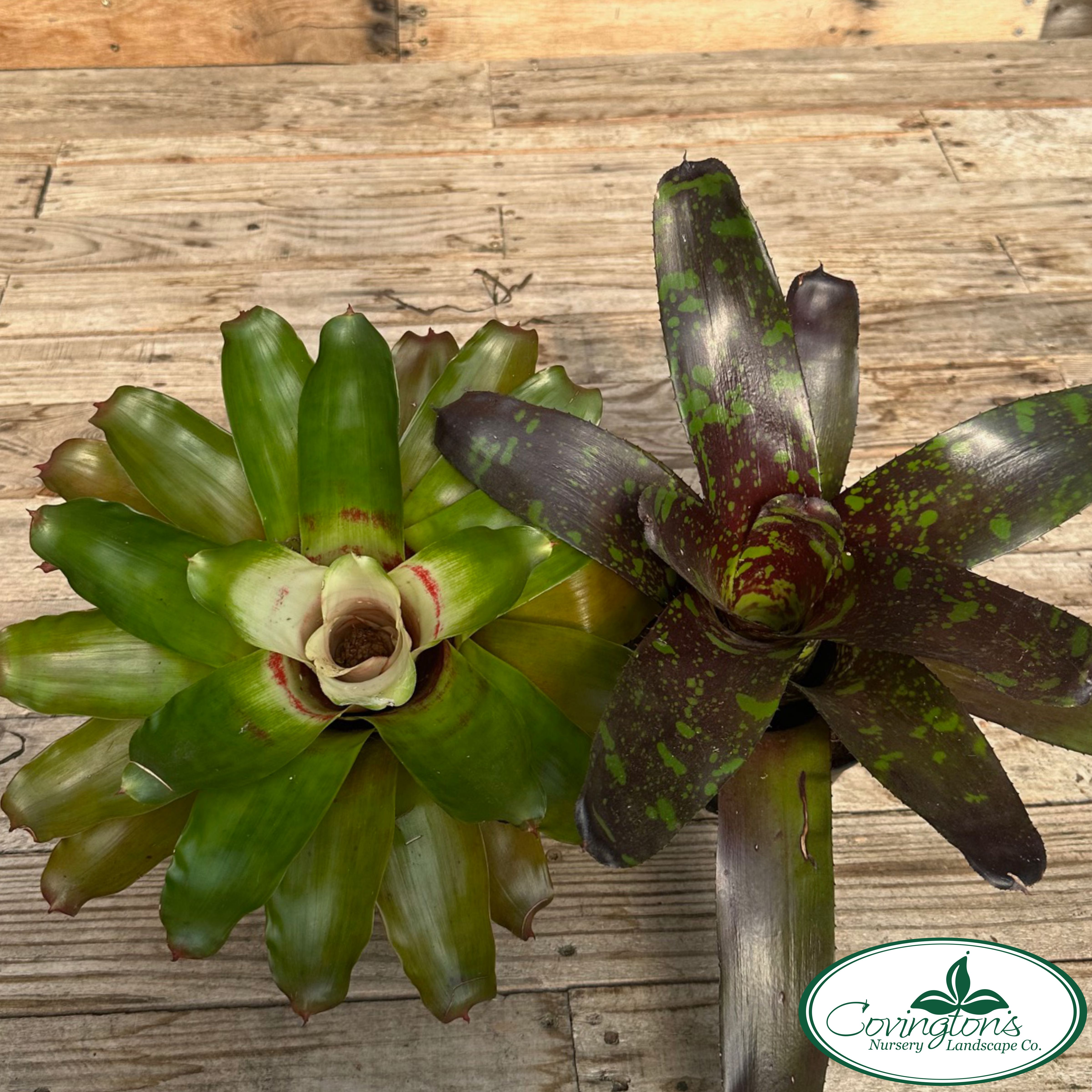 BROMELIAD assorted – Covingtons