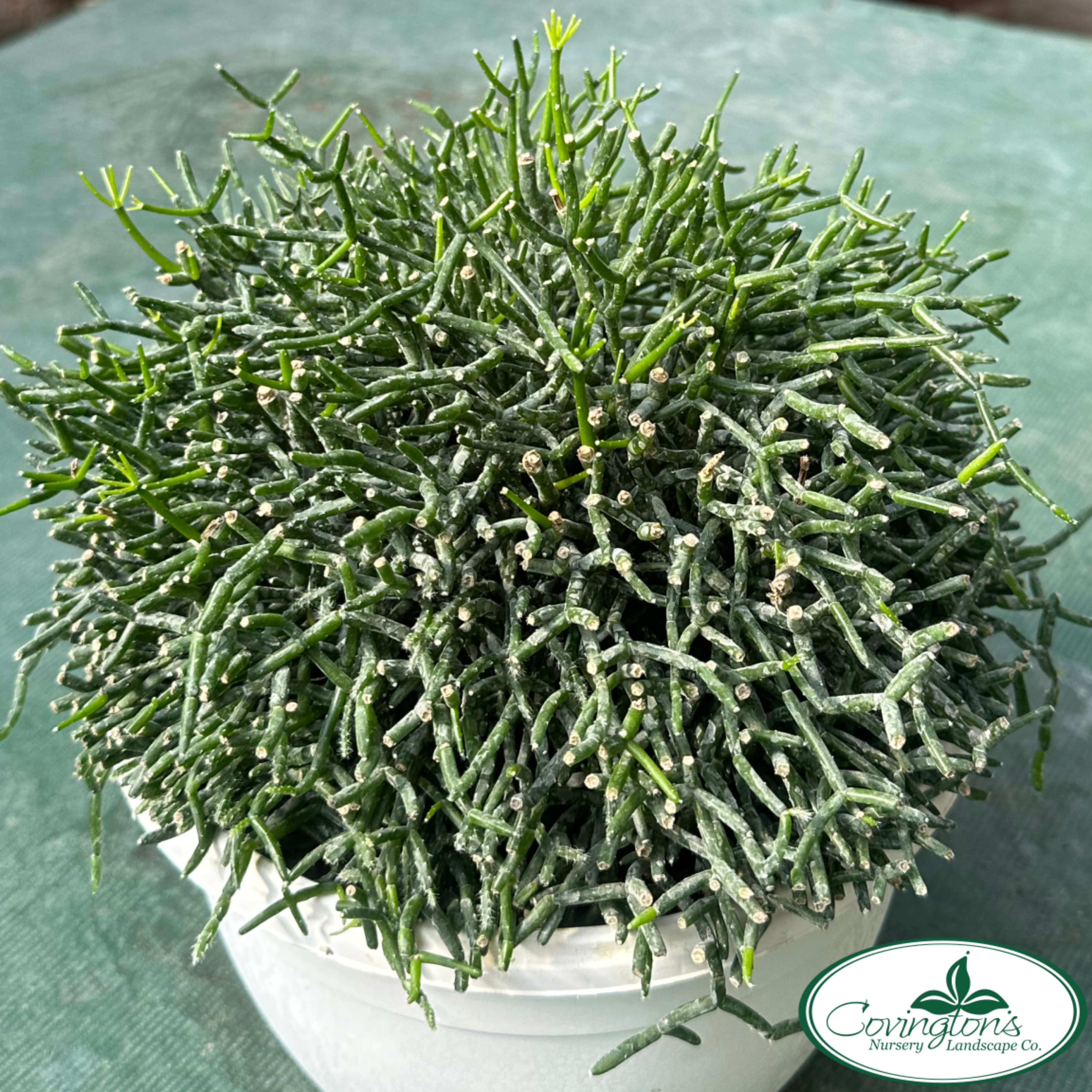 CACTUS dancing bones – Covingtons