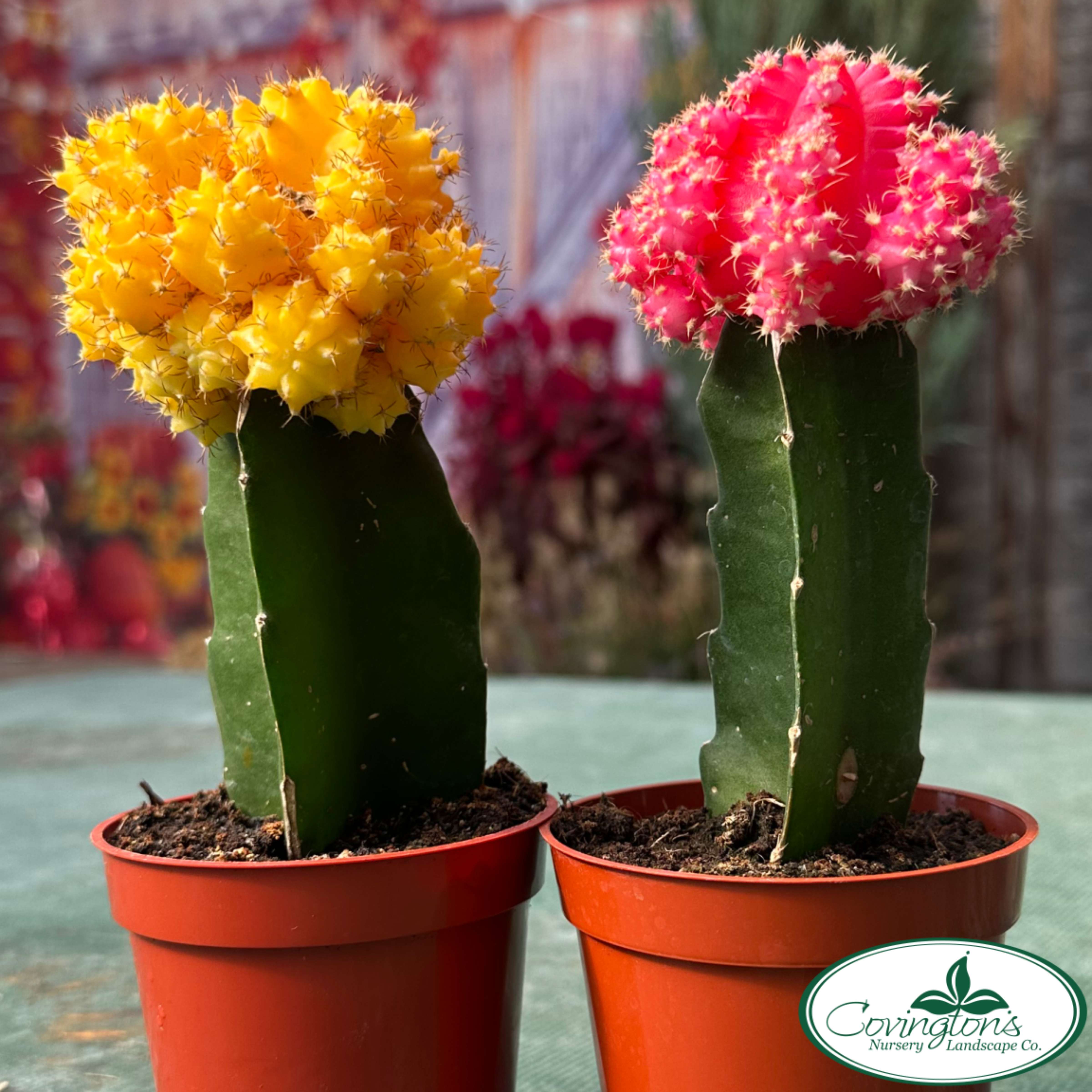 CACTUS grafted – Covingtons