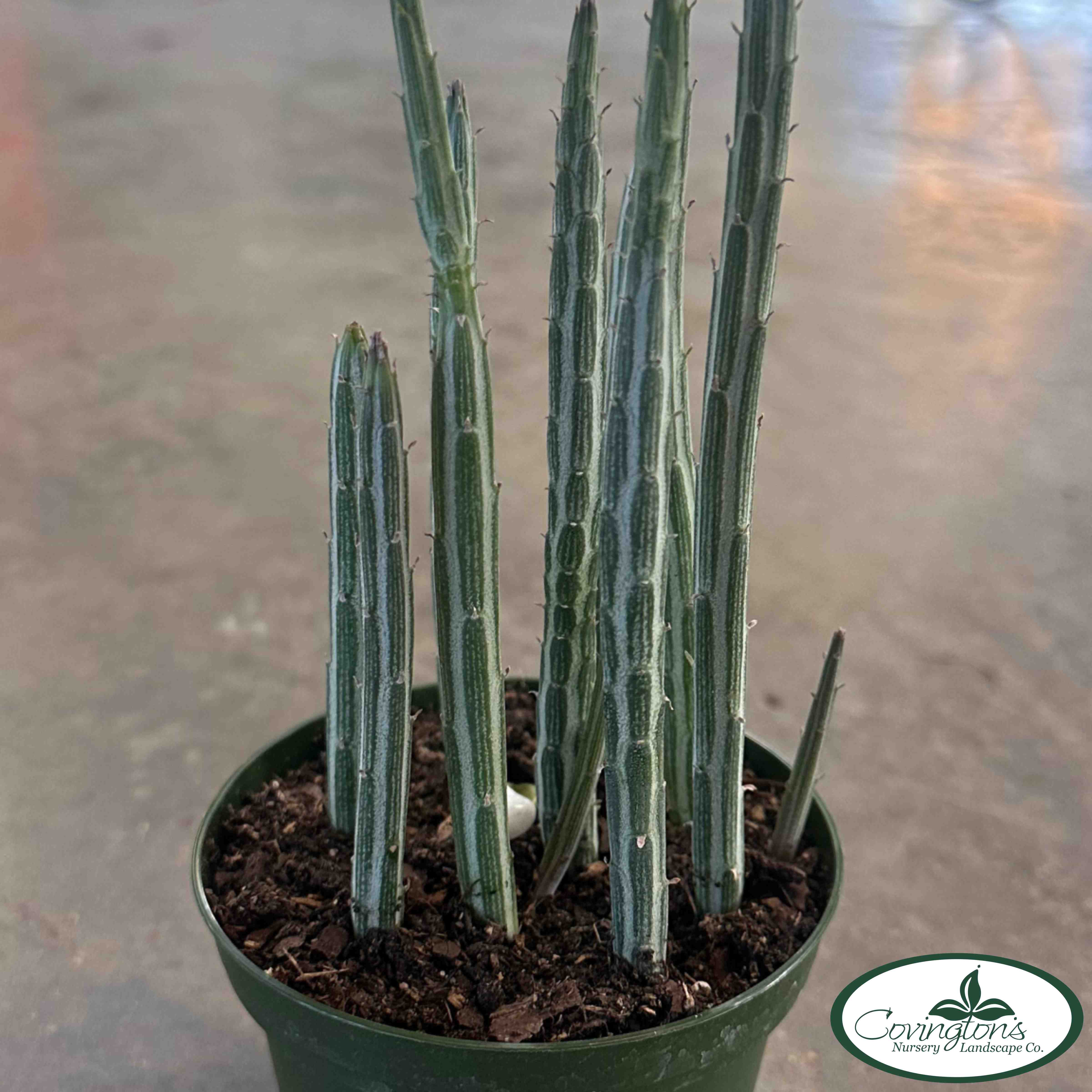 CACTUS pickle – Covingtons