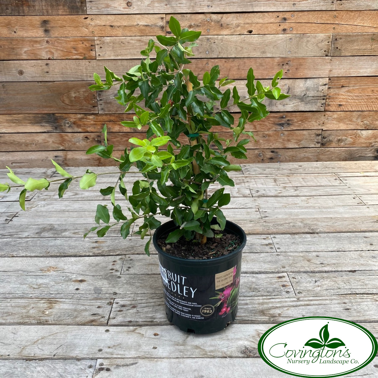 CHERRY barbados – Covingtons