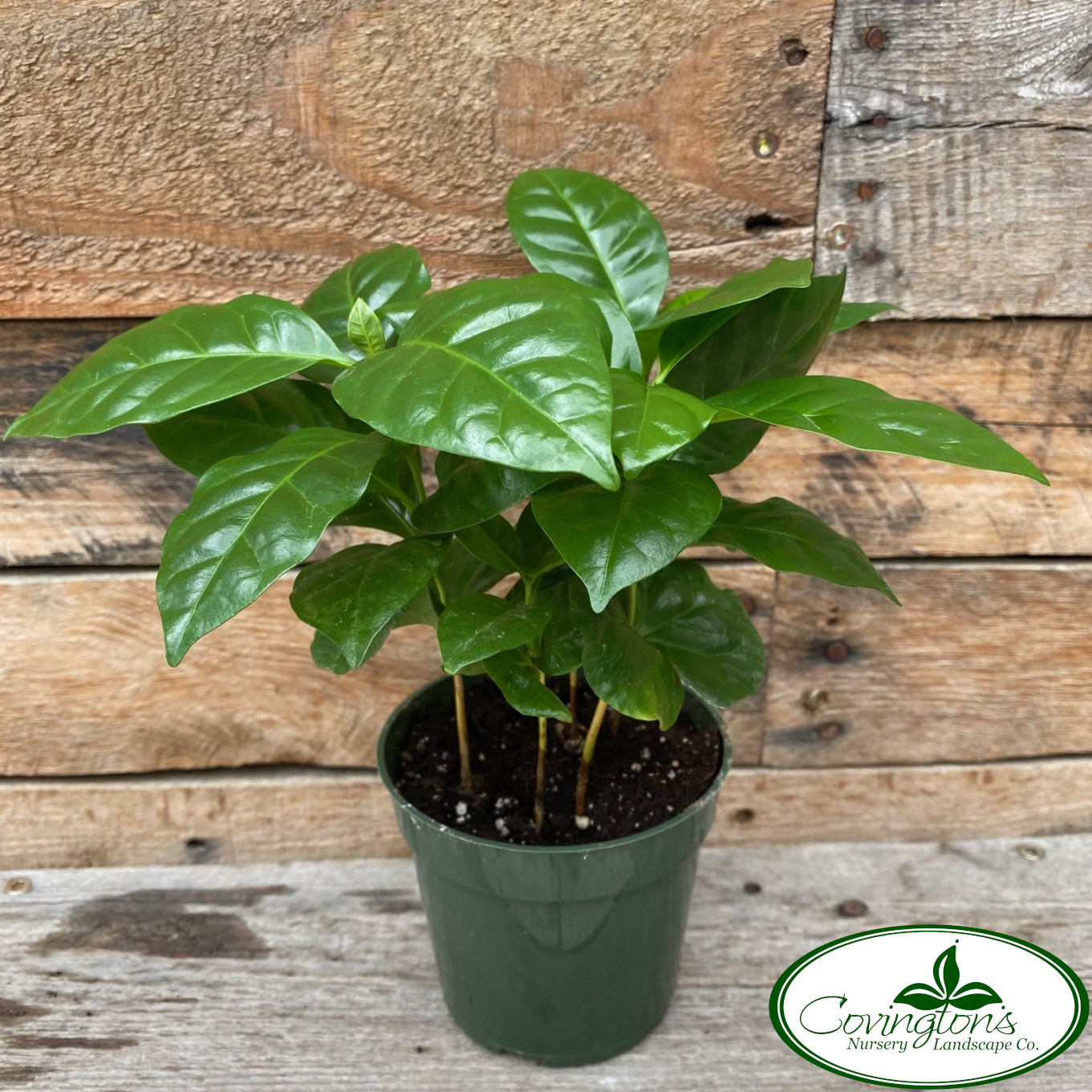 COFFEE PLANT – Covingtons