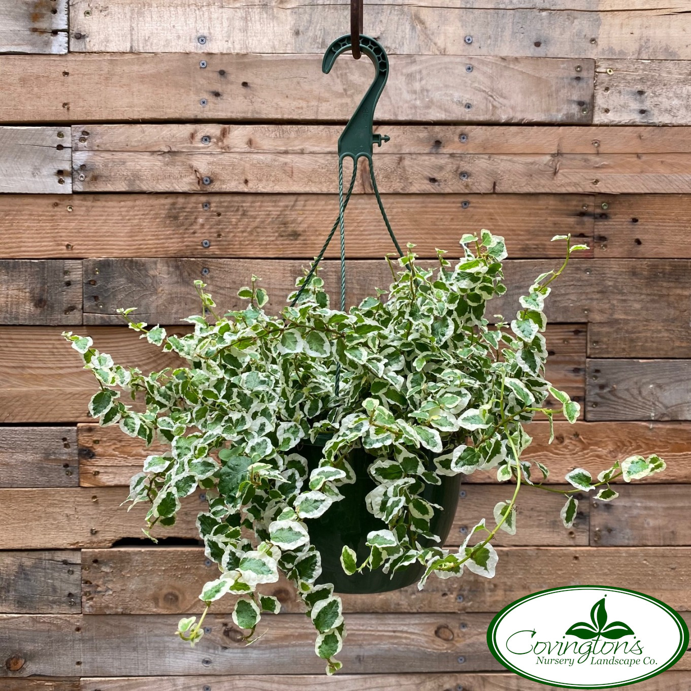 CREEPING CHARLIE variegated – Covingtons