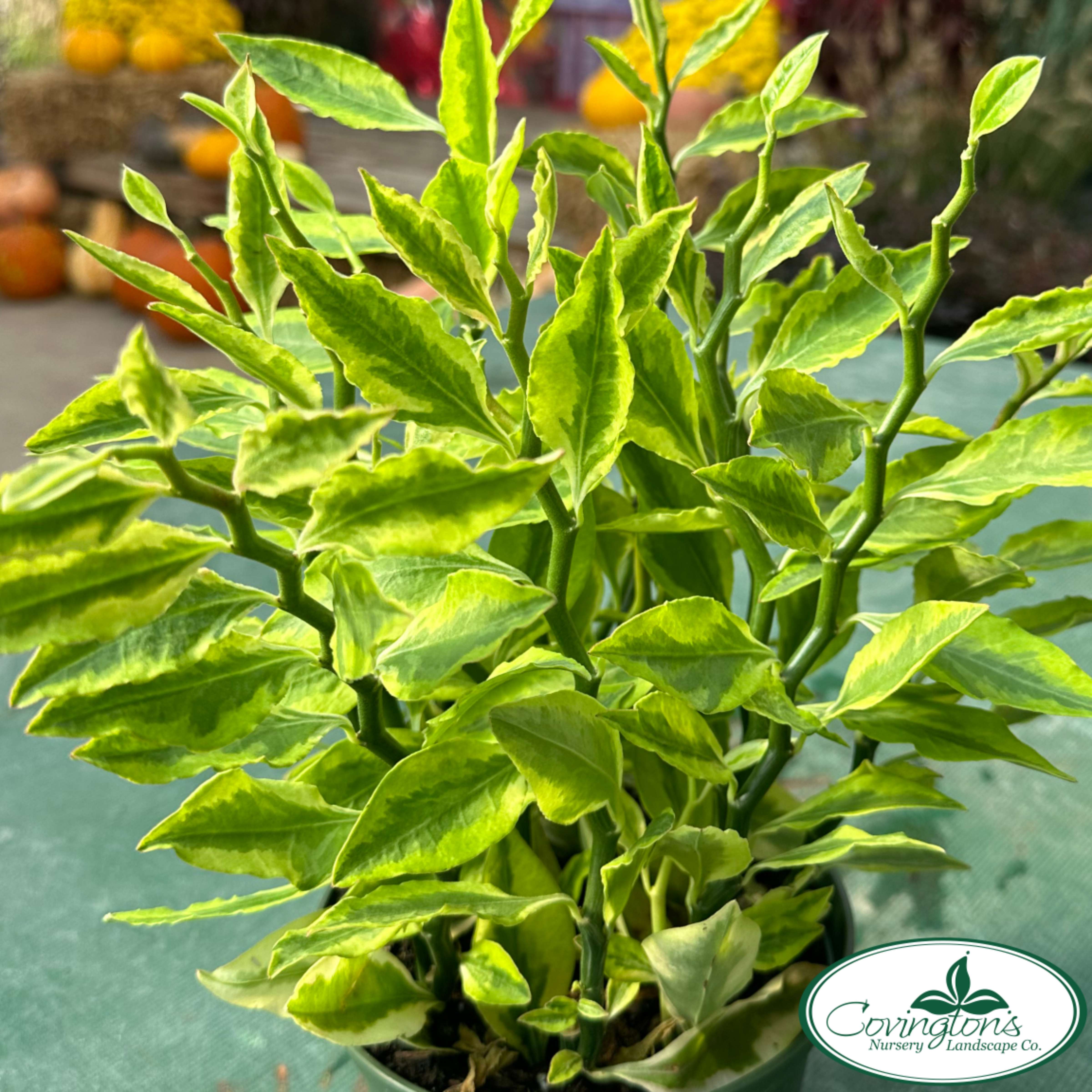 DEVILS BACKBONE variegated – Covingtons
