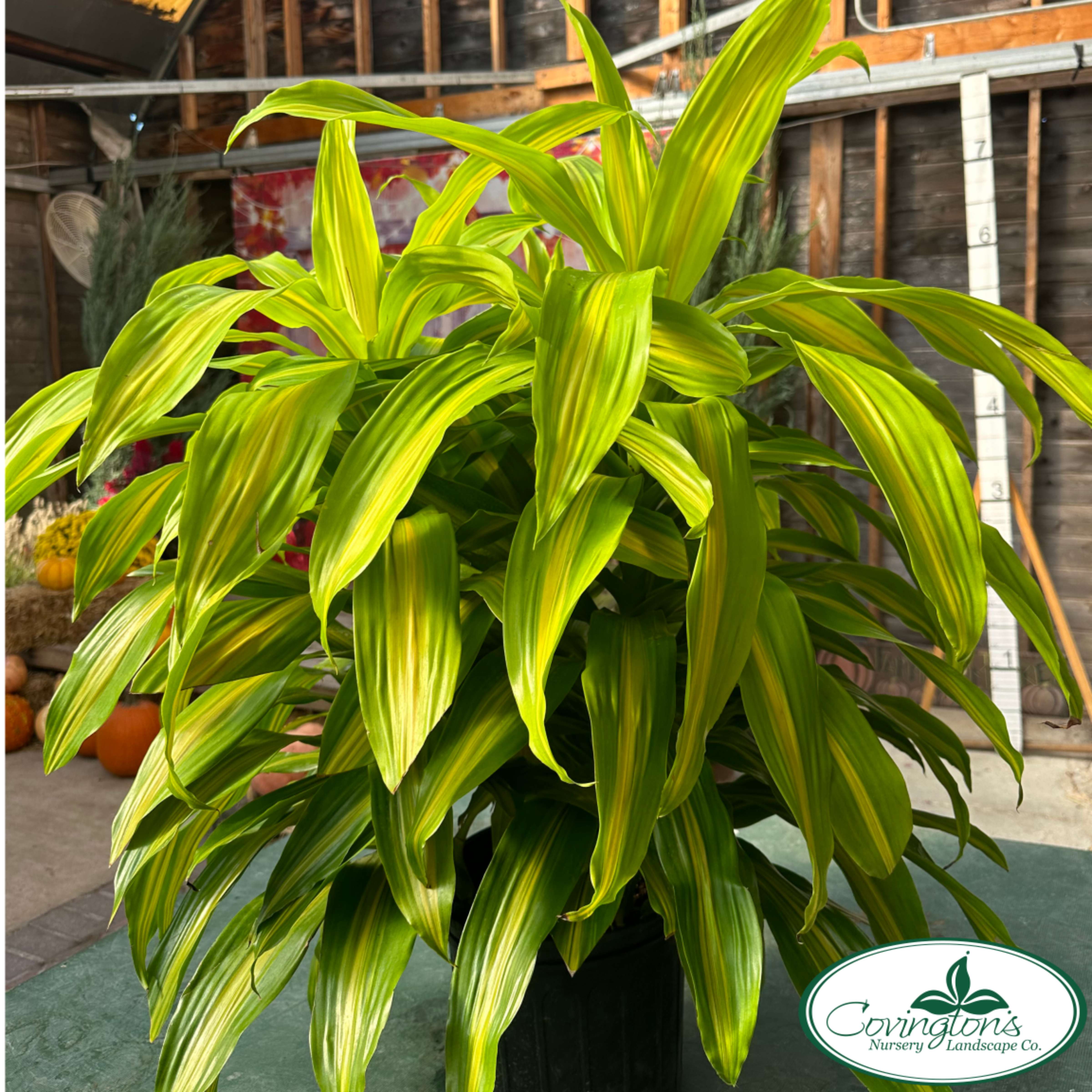 DRACAENA bronze bay – Covingtons