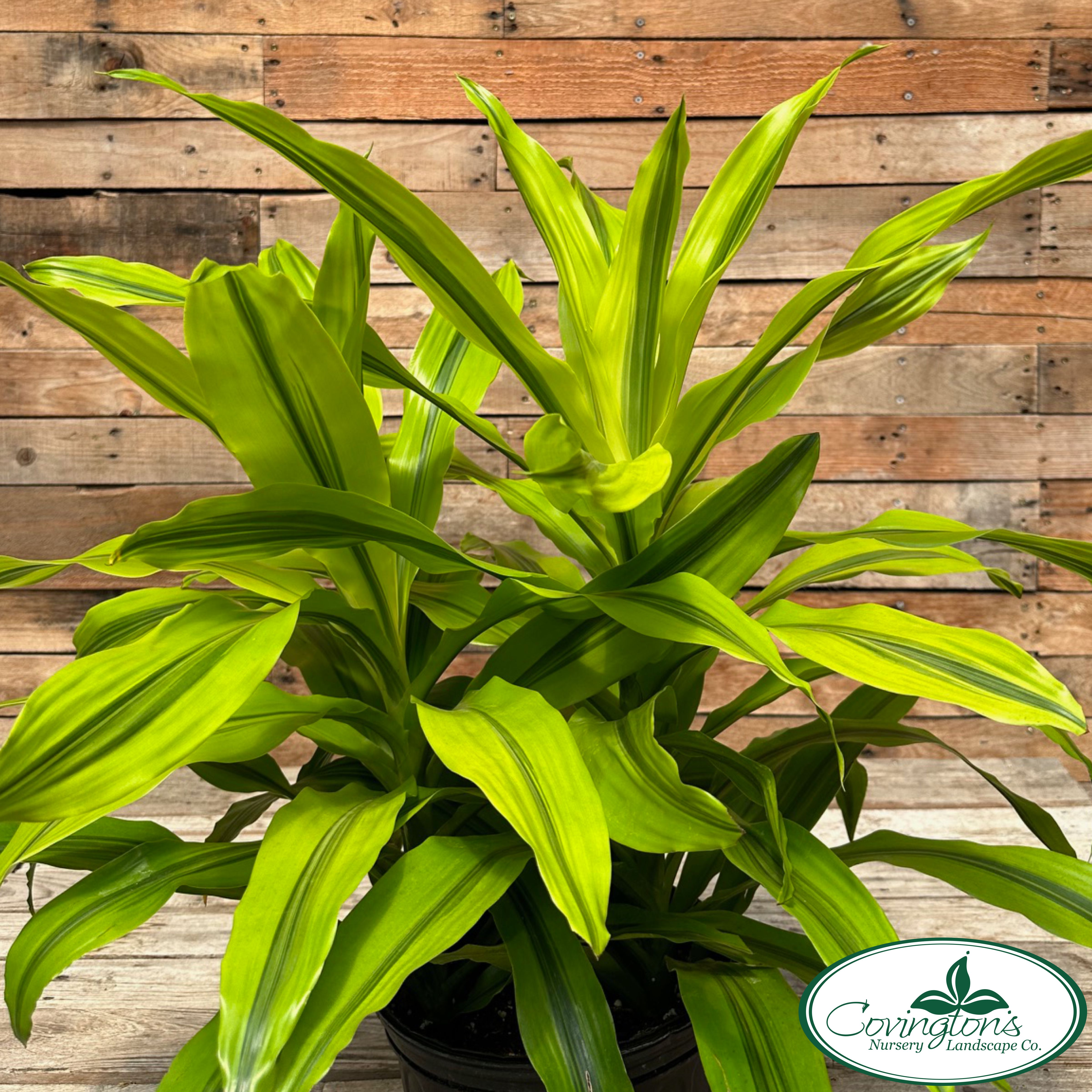 DRACAENA kristi – Covingtons