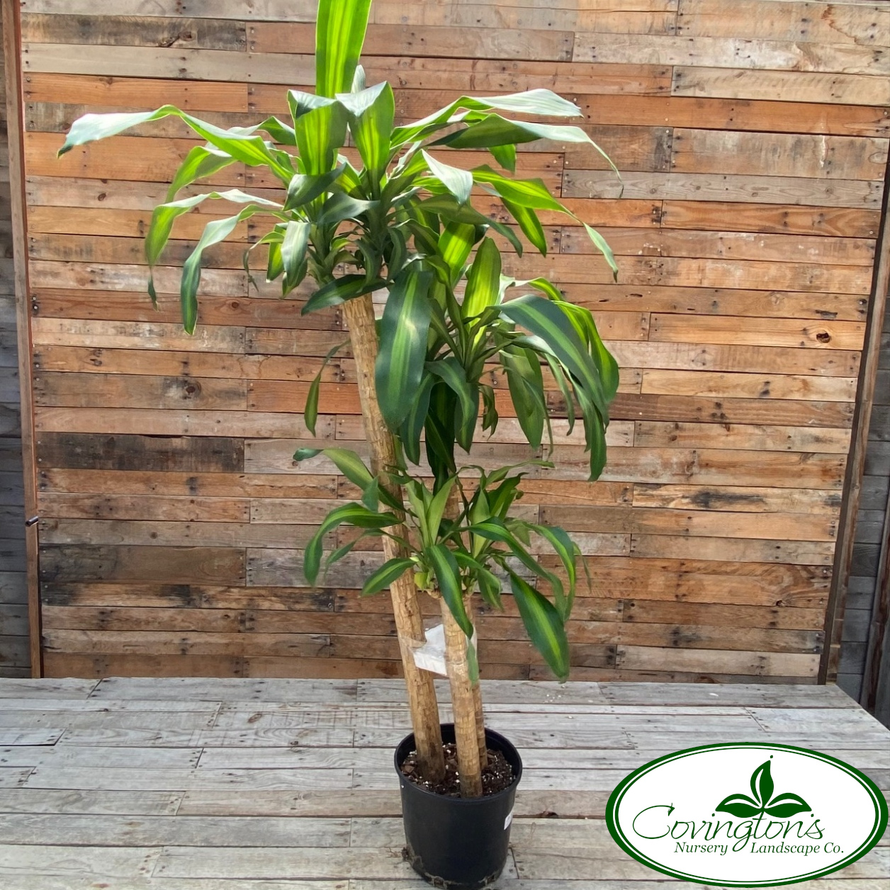 DRACAENA mass cane – Covingtons