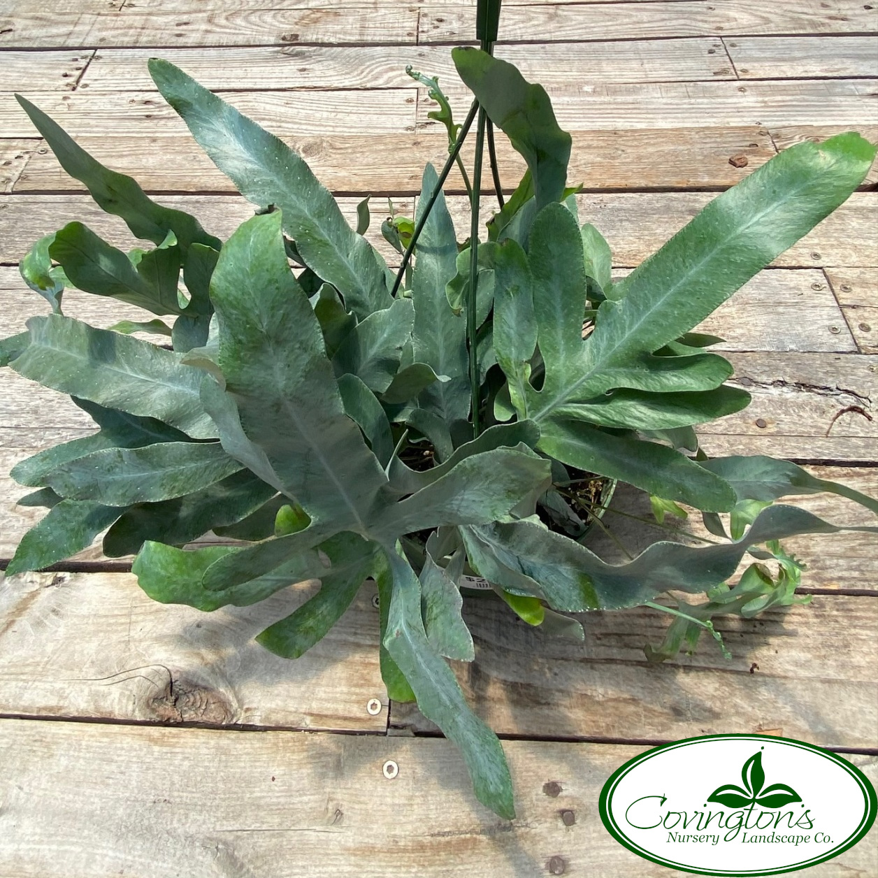 FERN blue star – Covingtons