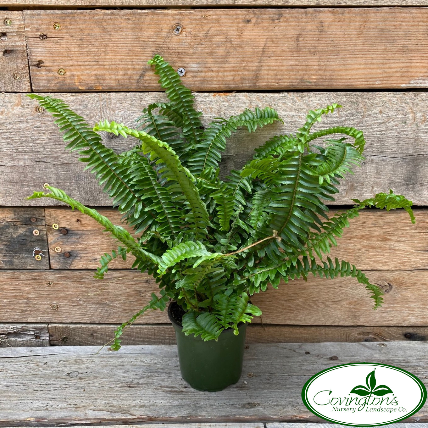 FERN kimberly queen – Covingtons