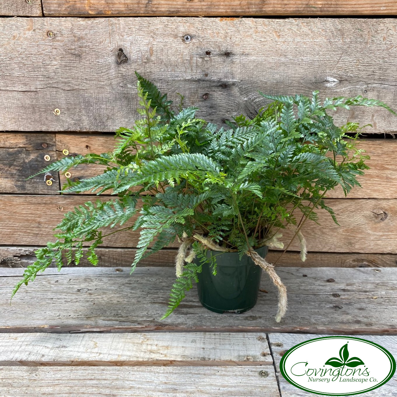 FERN rabbit’s foot – Covingtons