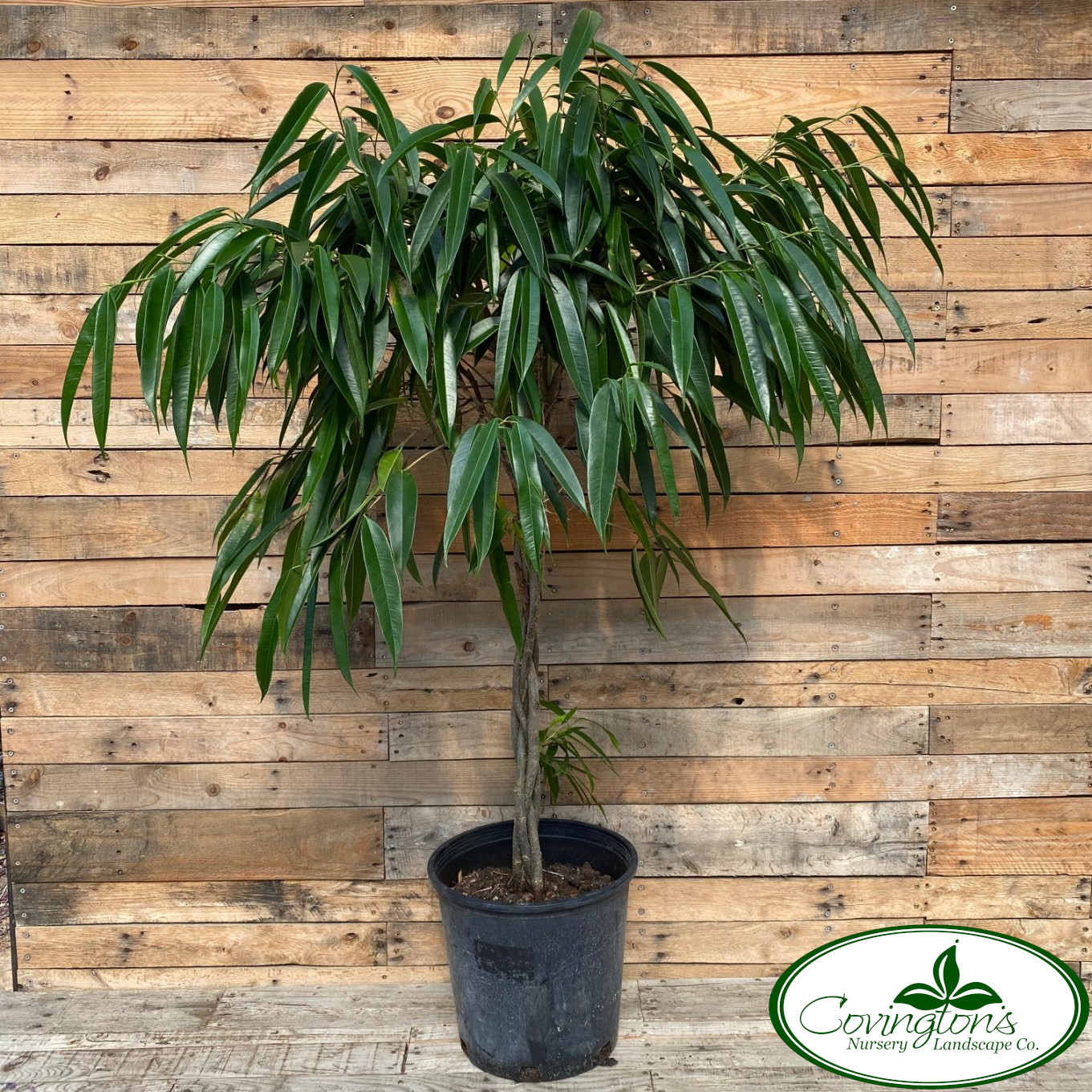 FICUS alii – Covingtons