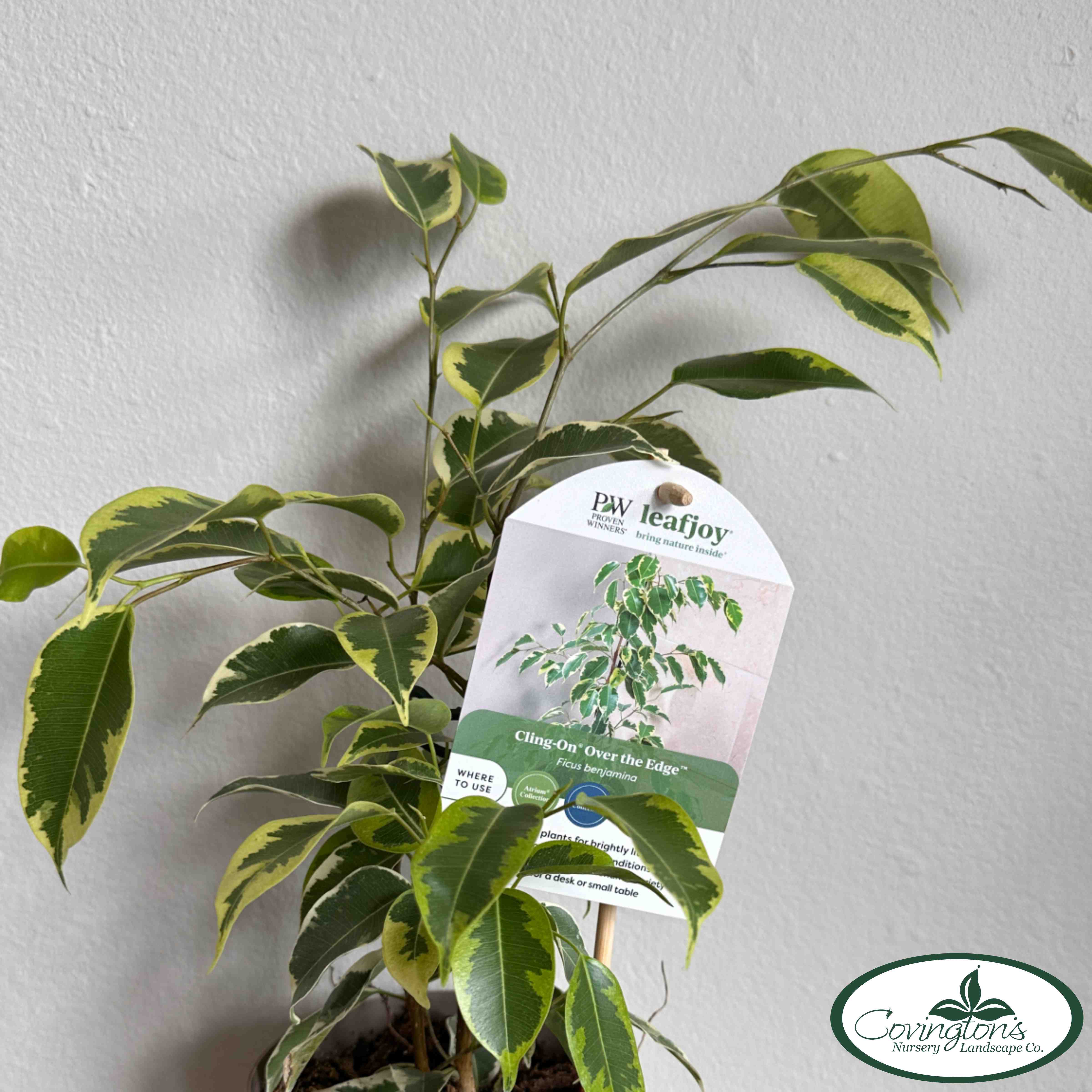 FICUS Cling-On® Mini Zen™ – Covingtons