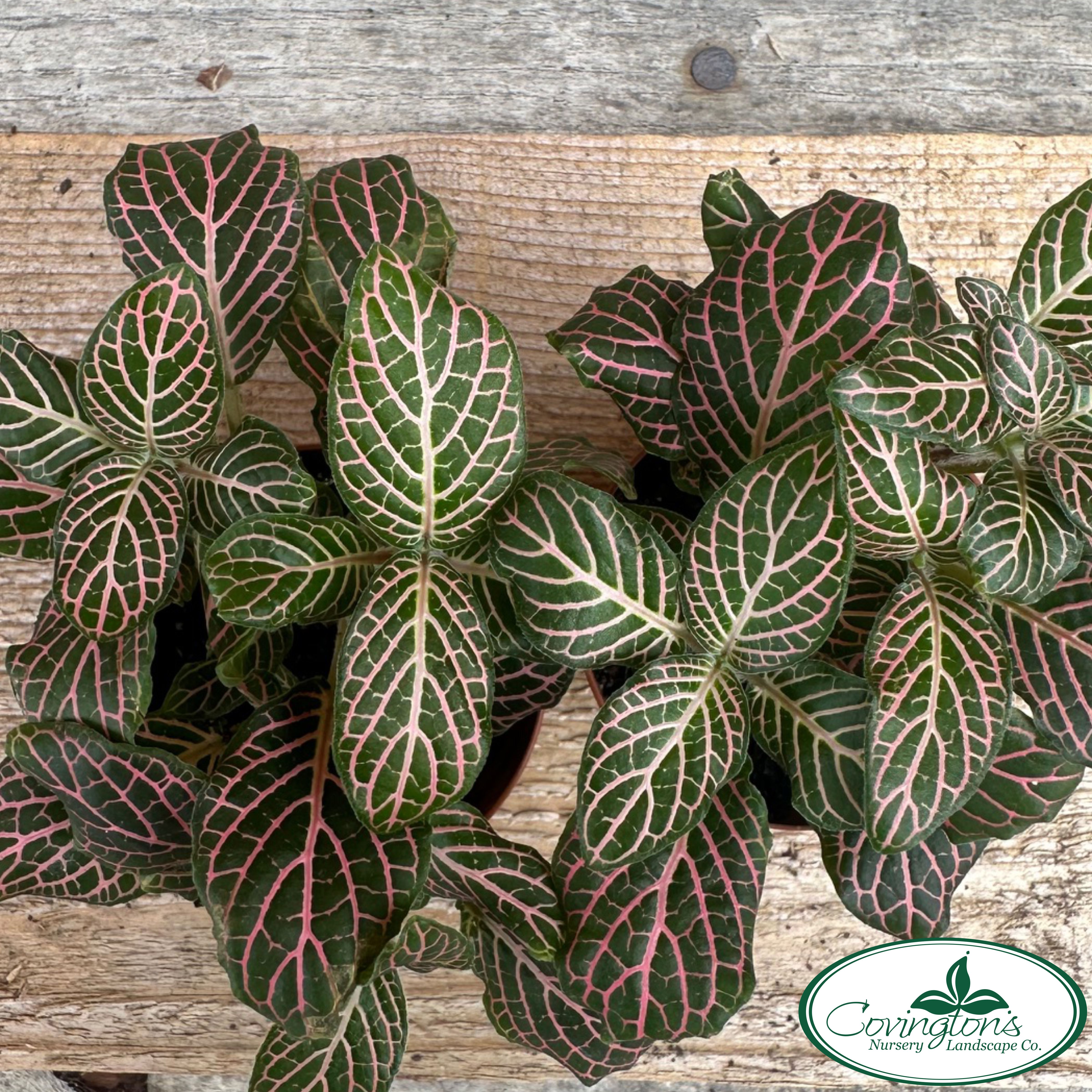 FITTONIA assorted – Covingtons