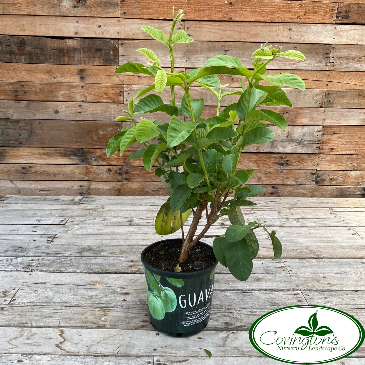 GUAVA – Covingtons