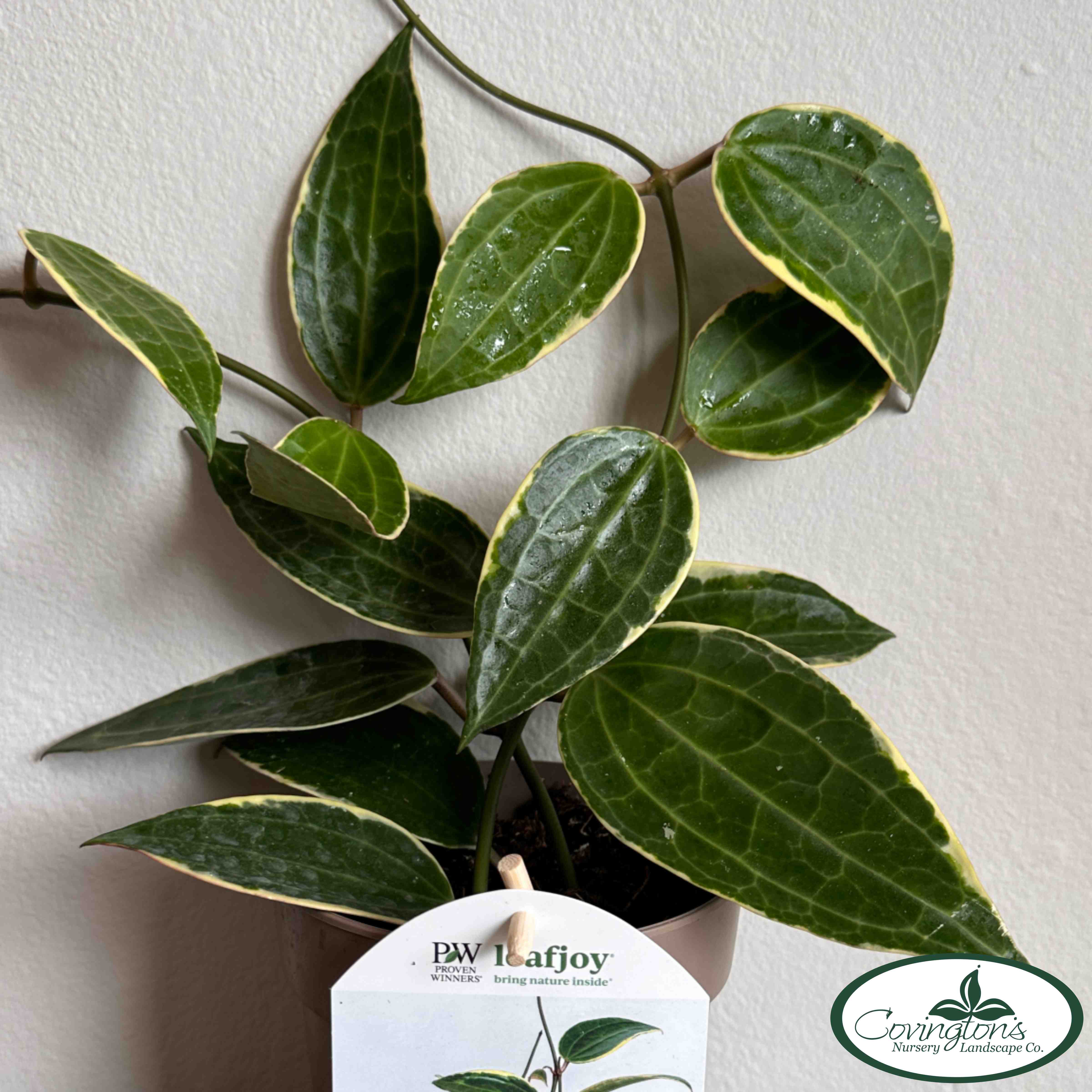 HOYA Reef Rider™ – Covingtons