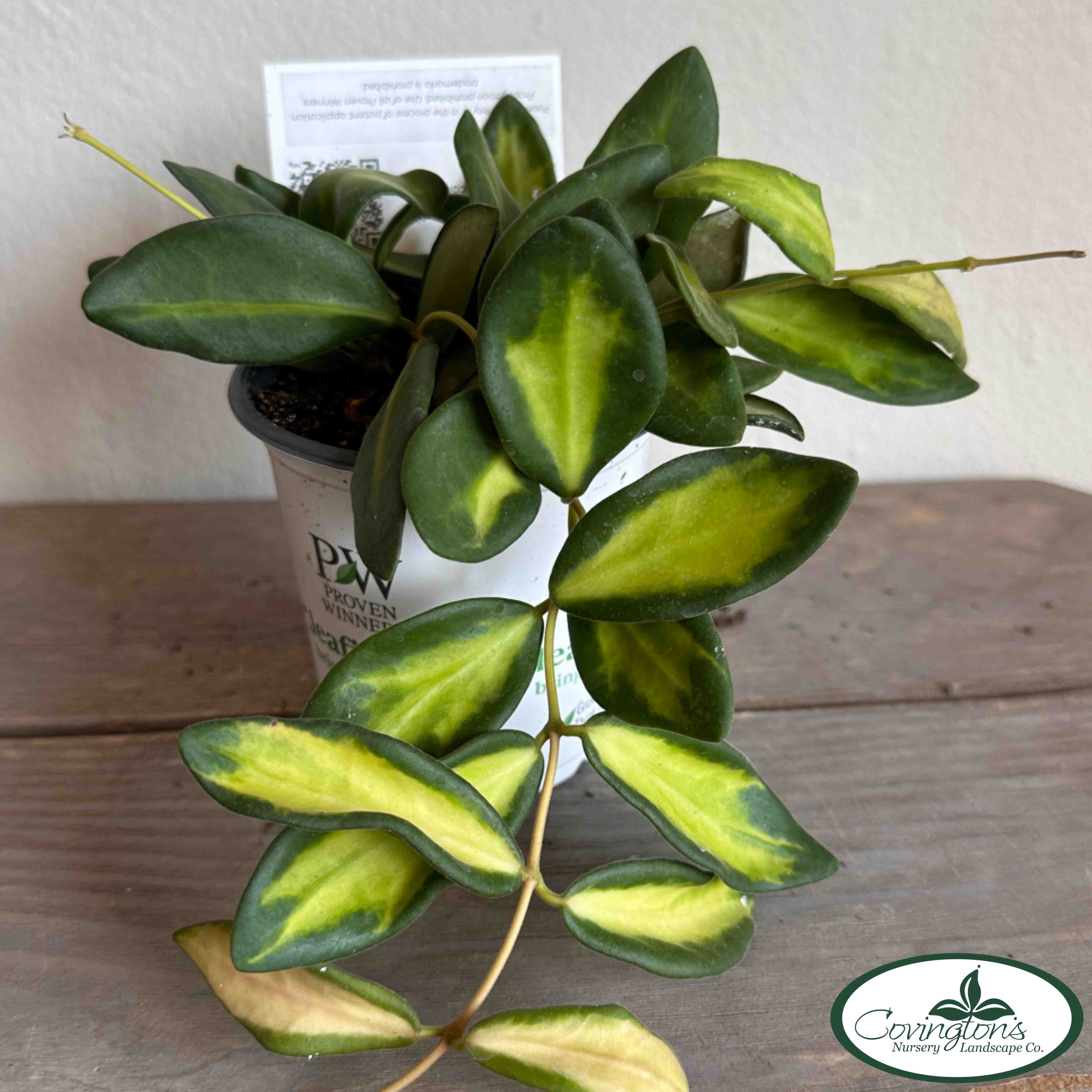 HOYA Sea Stones™ – Covingtons