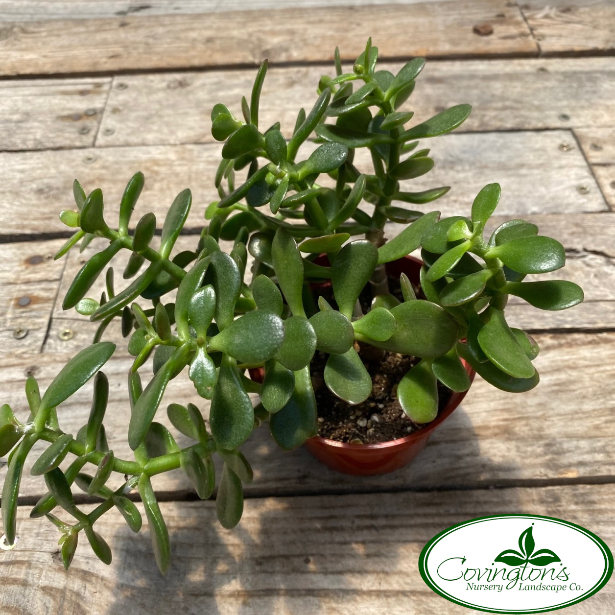 JADE PLANT – Covingtons