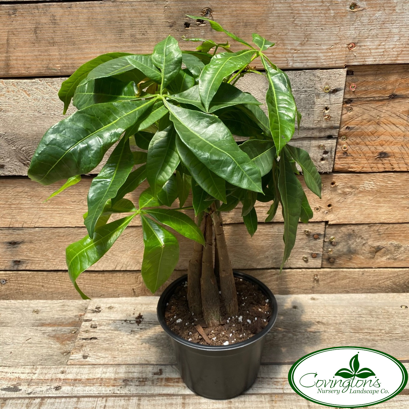 MONEY TREE braid – Covingtons