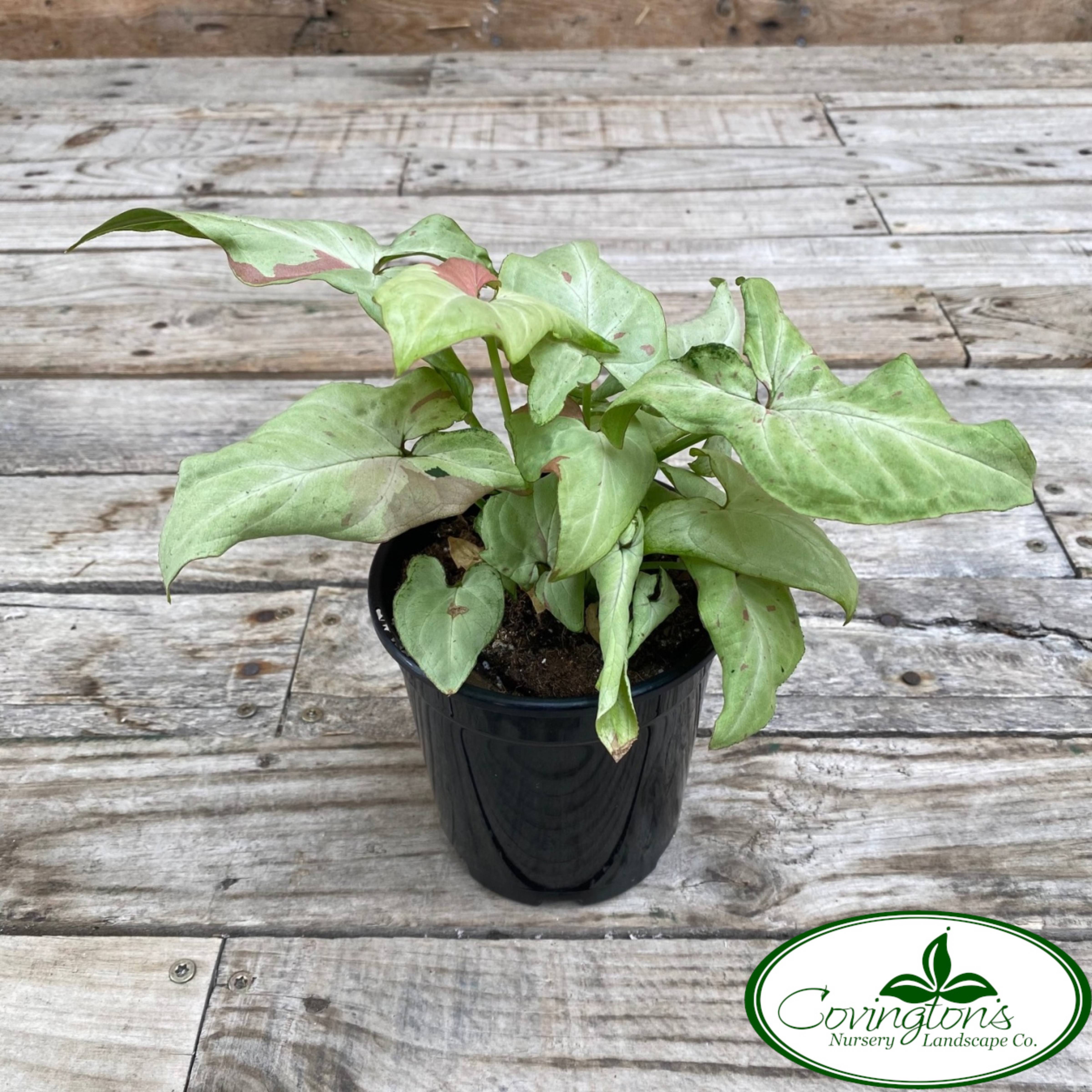 NEPHTHYTIS pink salmon – Covingtons