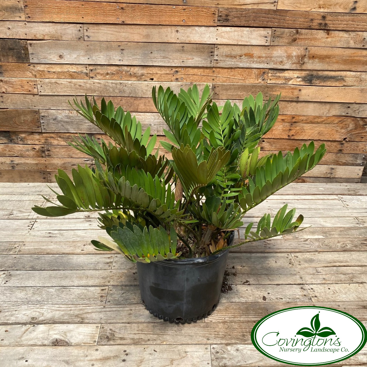 PALM cardboard – Covingtons